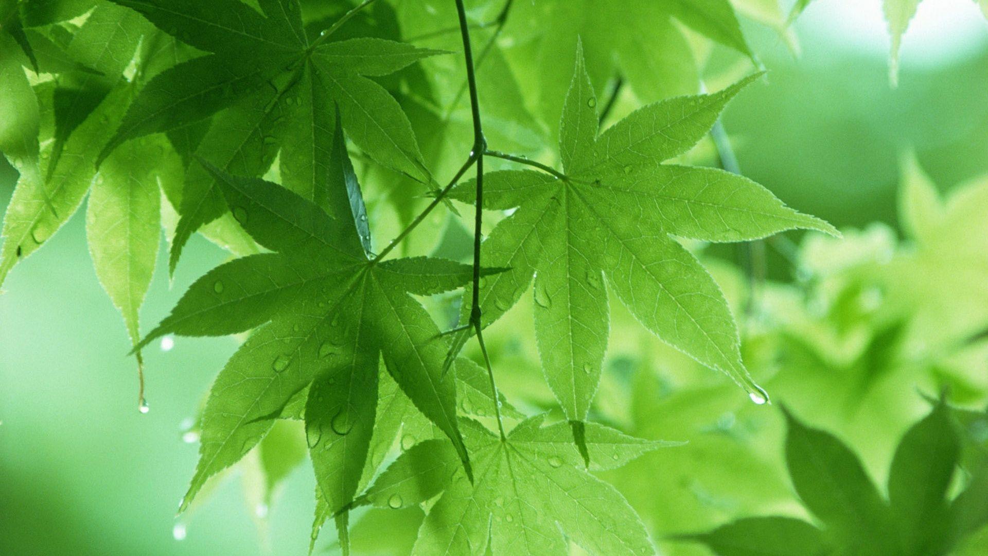 Green Leaf Rain Wallpapers - Top Free Green Leaf Rain Backgrounds ...