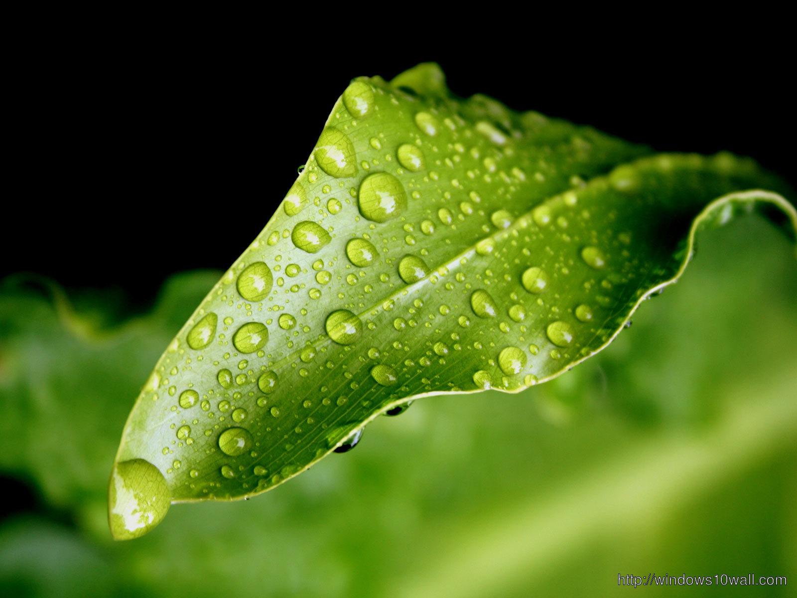 Green Leaf Rain Wallpapers - Top Free Green Leaf Rain Backgrounds ...