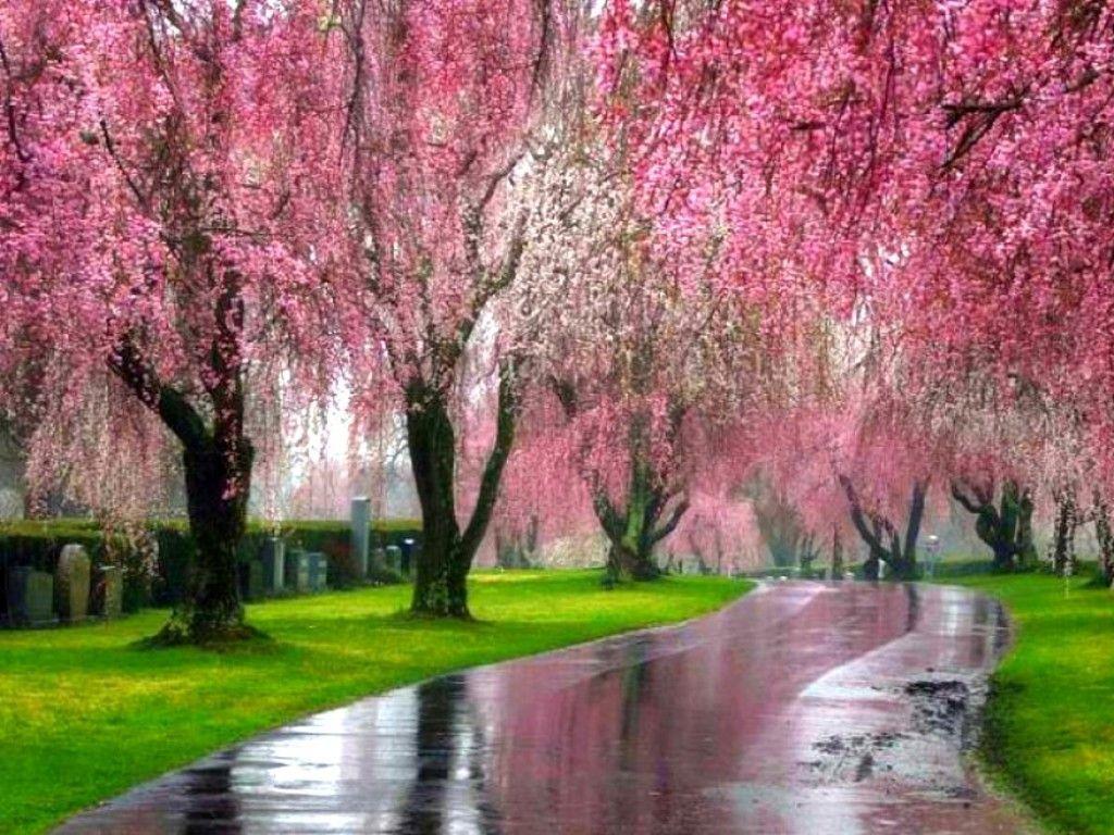 Beautiful Pink Tree Wallpapers - Top Free Beautiful Pink Tree ...