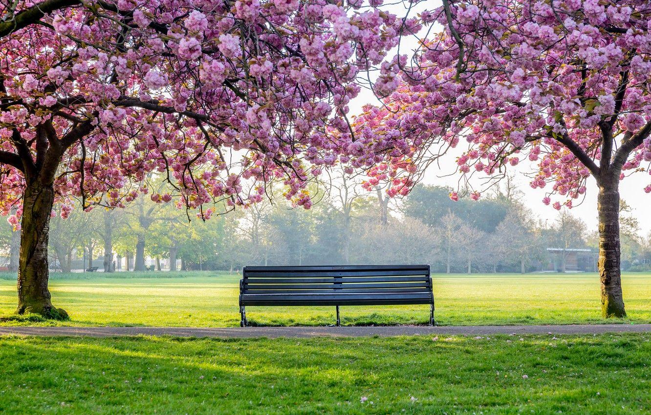 Beautiful Pink Tree Wallpapers - Top Free Beautiful Pink Tree ...