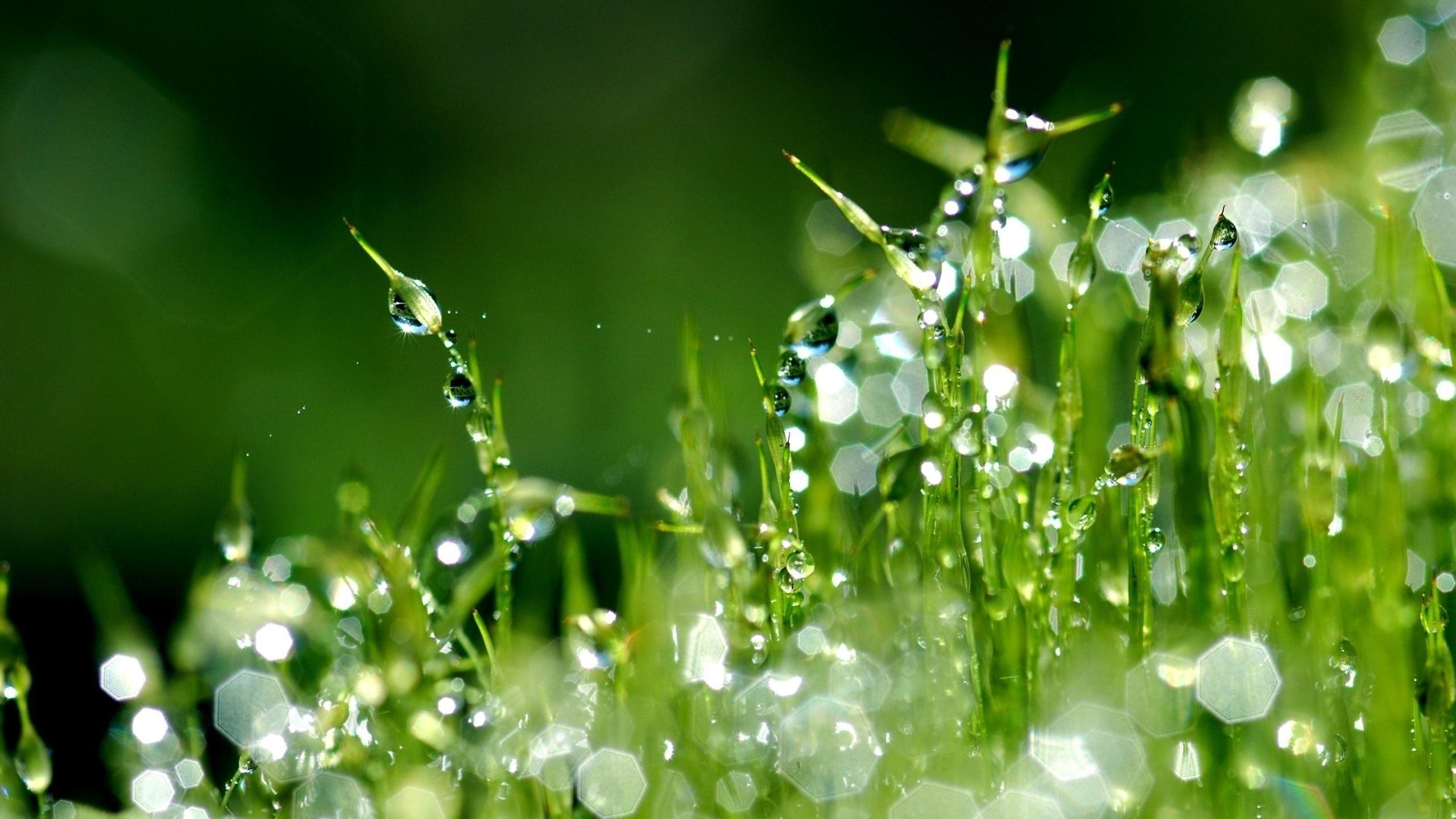 Morning Dew Wallpapers - Top Free Morning Dew Backgrounds - WallpaperAccess
