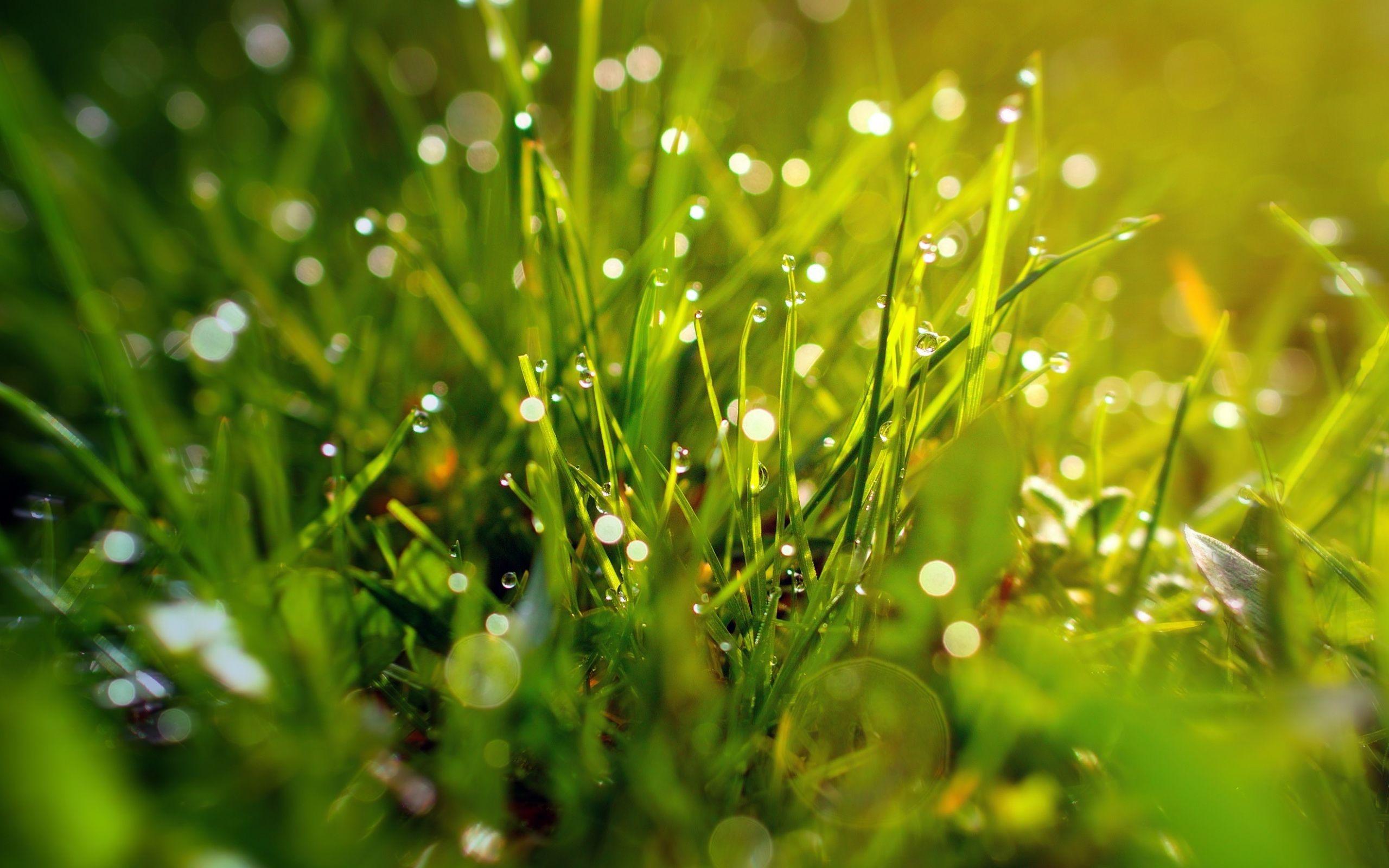 Morning Dew Wallpapers - Top Free Morning Dew Backgrounds - WallpaperAccess