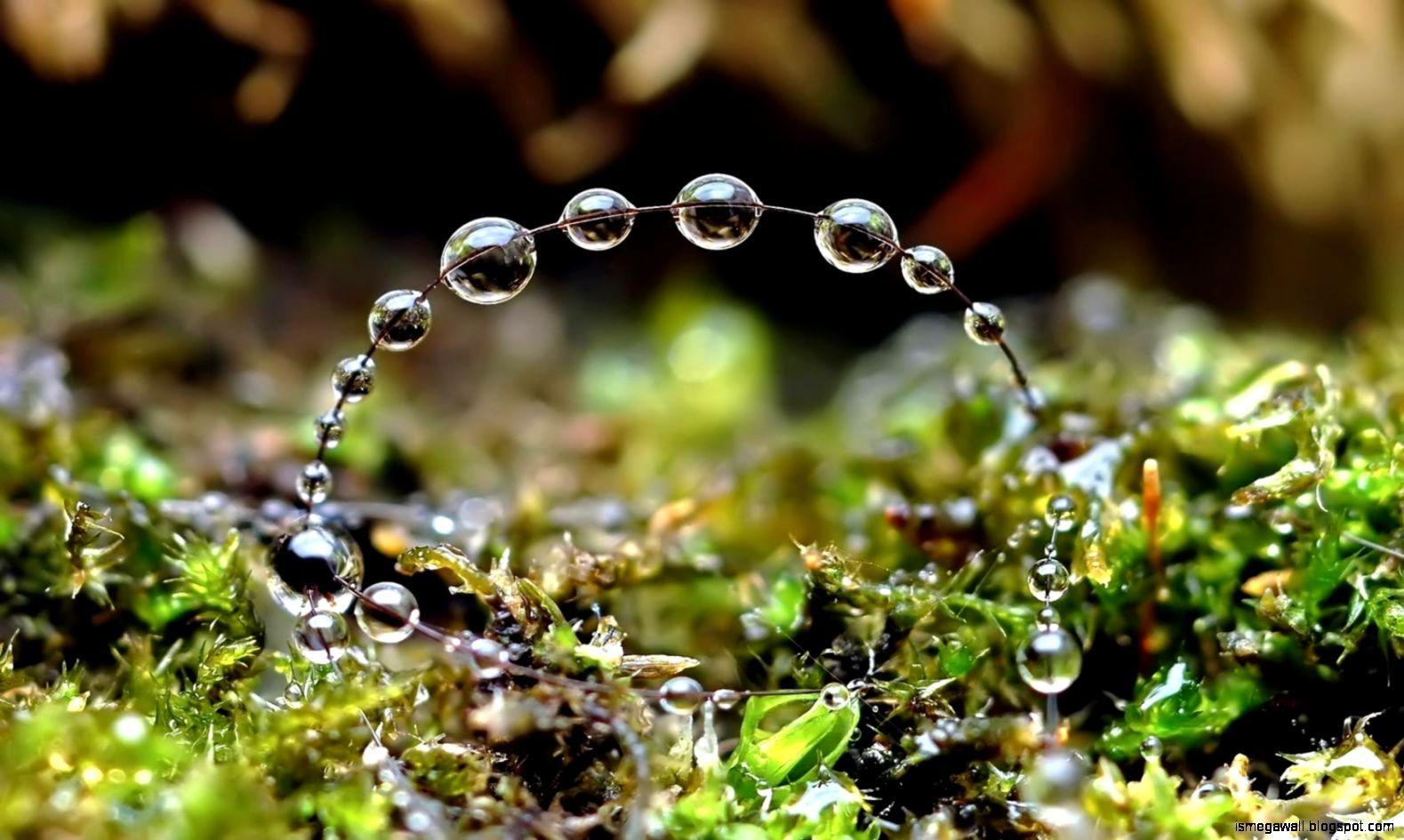 Dew Wallpapers - Top Free Dew Backgrounds - WallpaperAccess