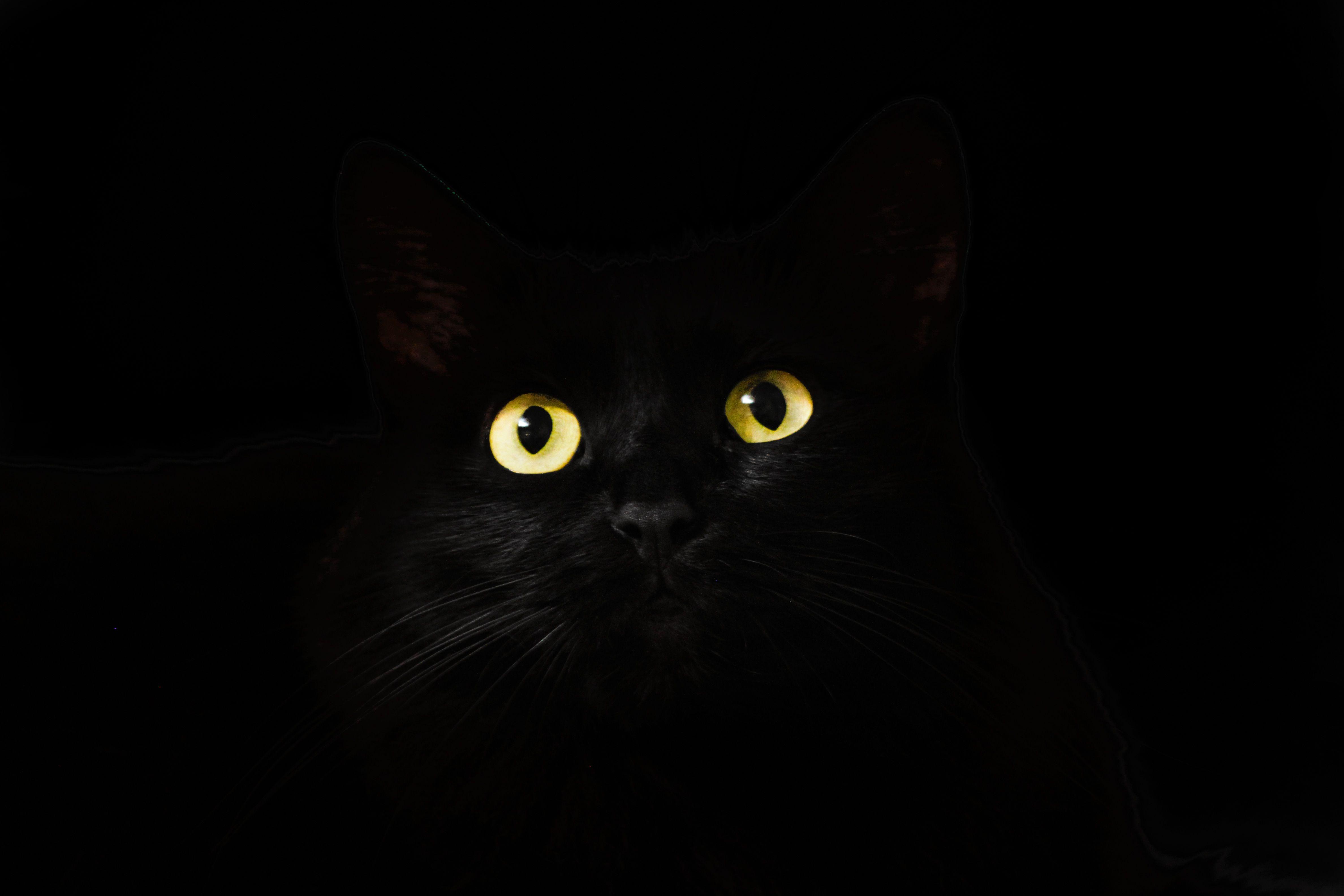 Cat Eyes Desktop Wallpapers - Top Free Cat Eyes Desktop Backgrounds ...