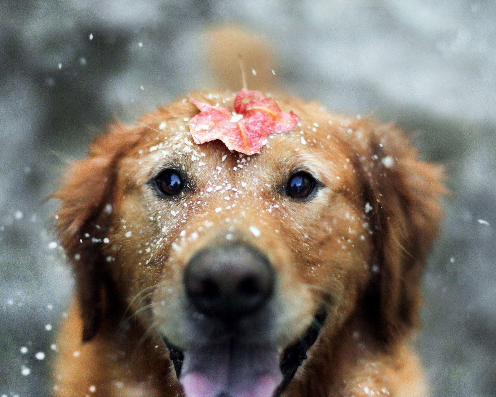 Cute Pet Wallpapers - Top Free Cute Pet Backgrounds - WallpaperAccess