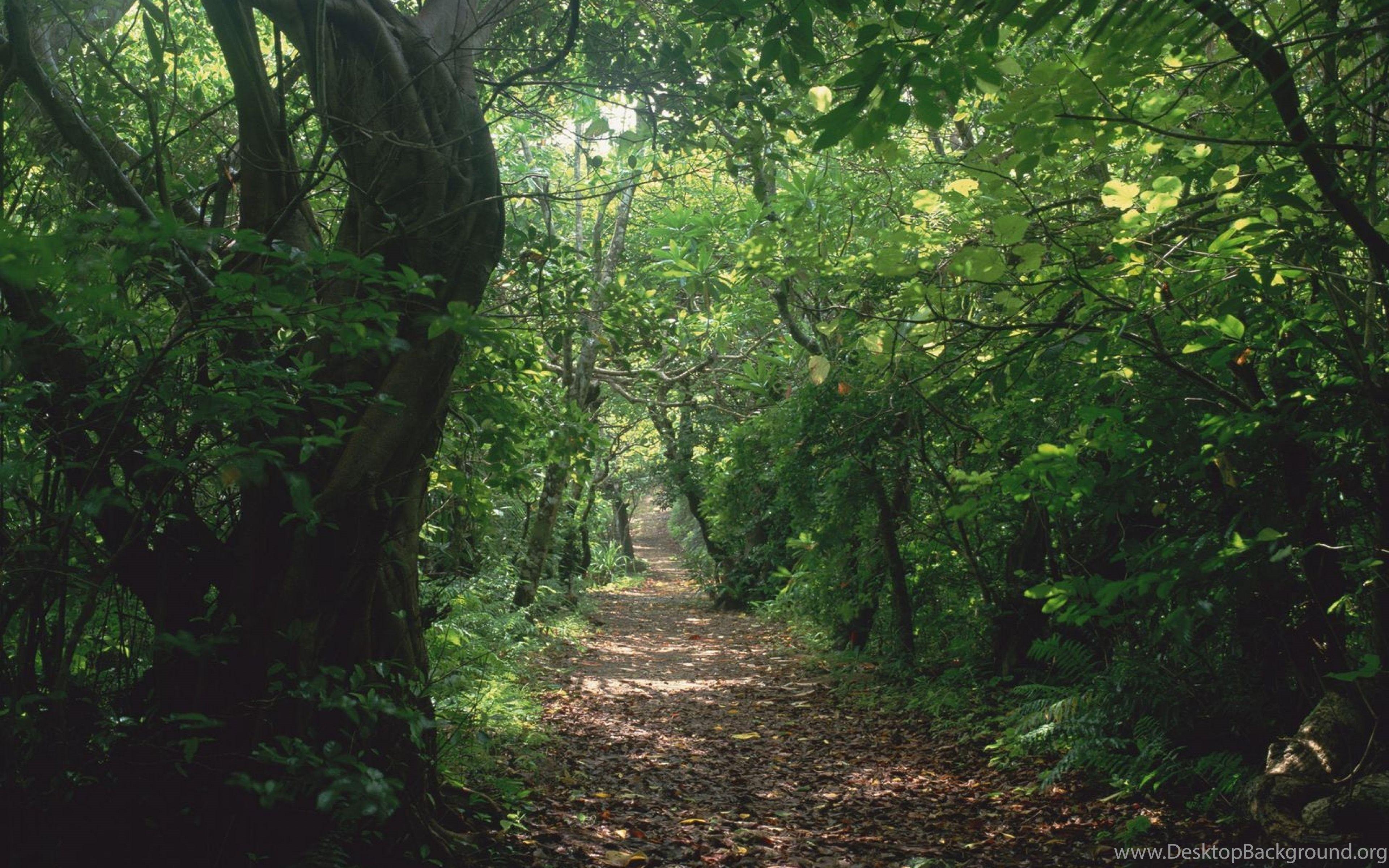 4K Jungle Desktop Wallpapers - Top Free 4K Jungle Desktop Backgrounds ...