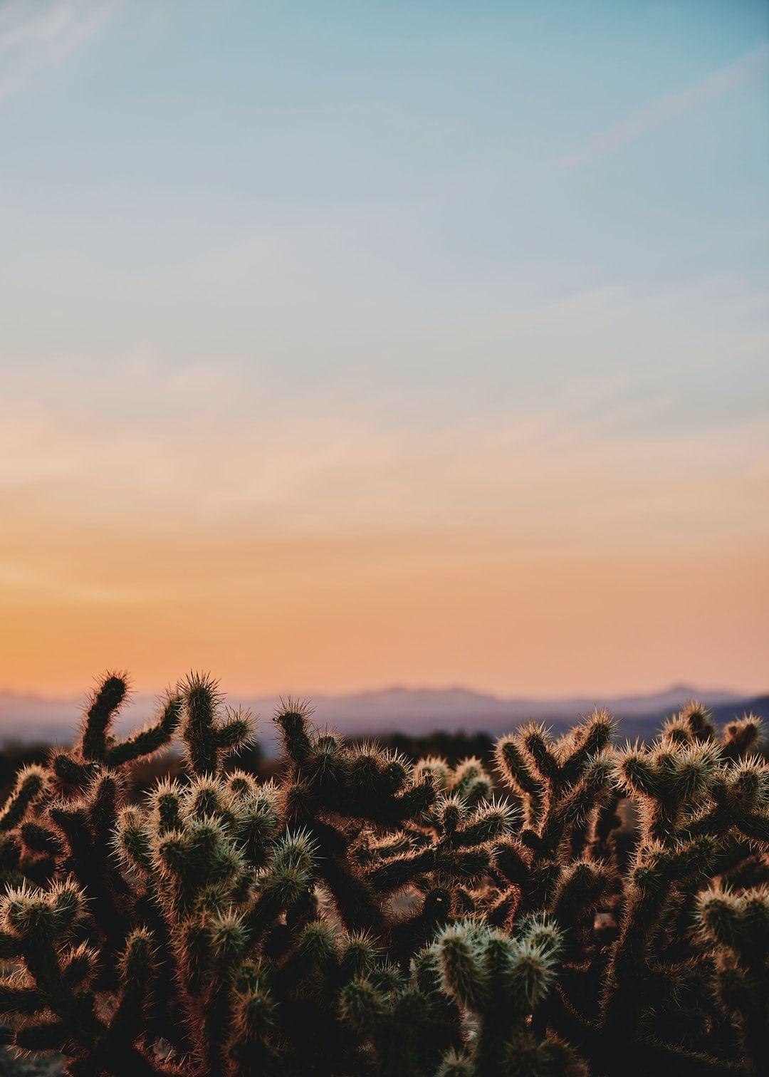 Cactus Sunset Wallpapers - Top Free Cactus Sunset Backgrounds - WallpaperAccess