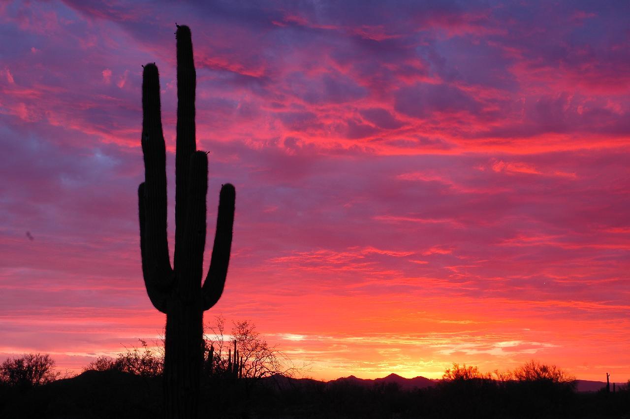 Cactus Sunset Wallpapers - Top Free Cactus Sunset Backgrounds ...