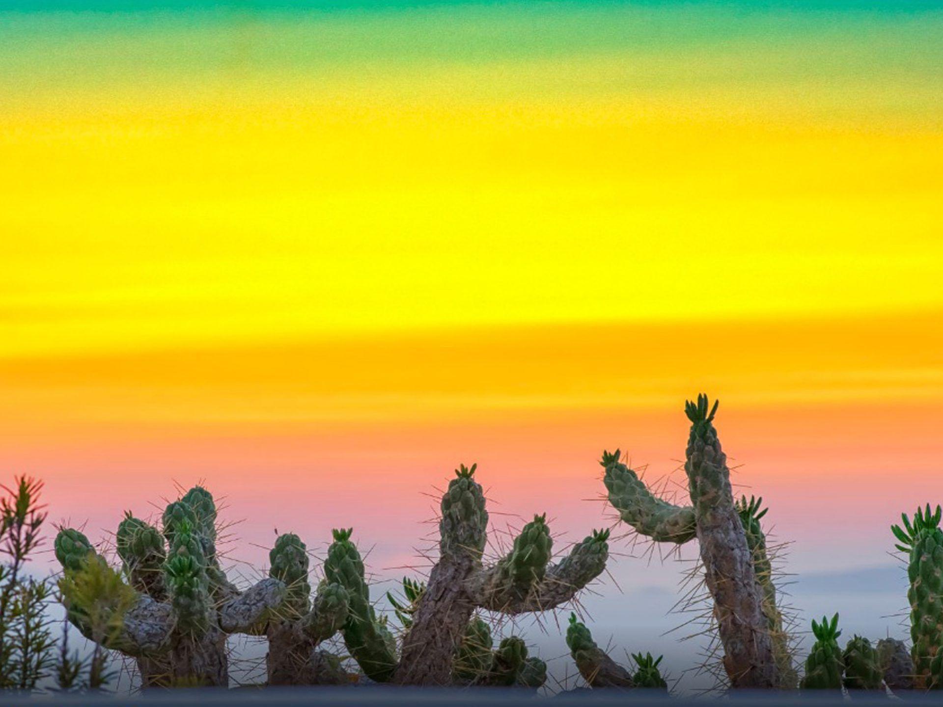 Cactus Sunset Wallpapers - Top Free Cactus Sunset Backgrounds ...