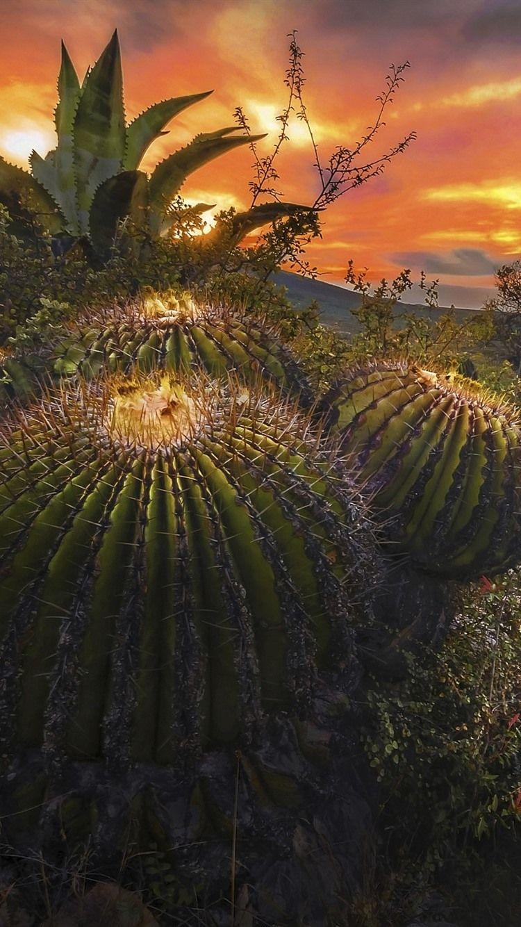Cactus Sunset Wallpapers - Top Free Cactus Sunset Backgrounds ...