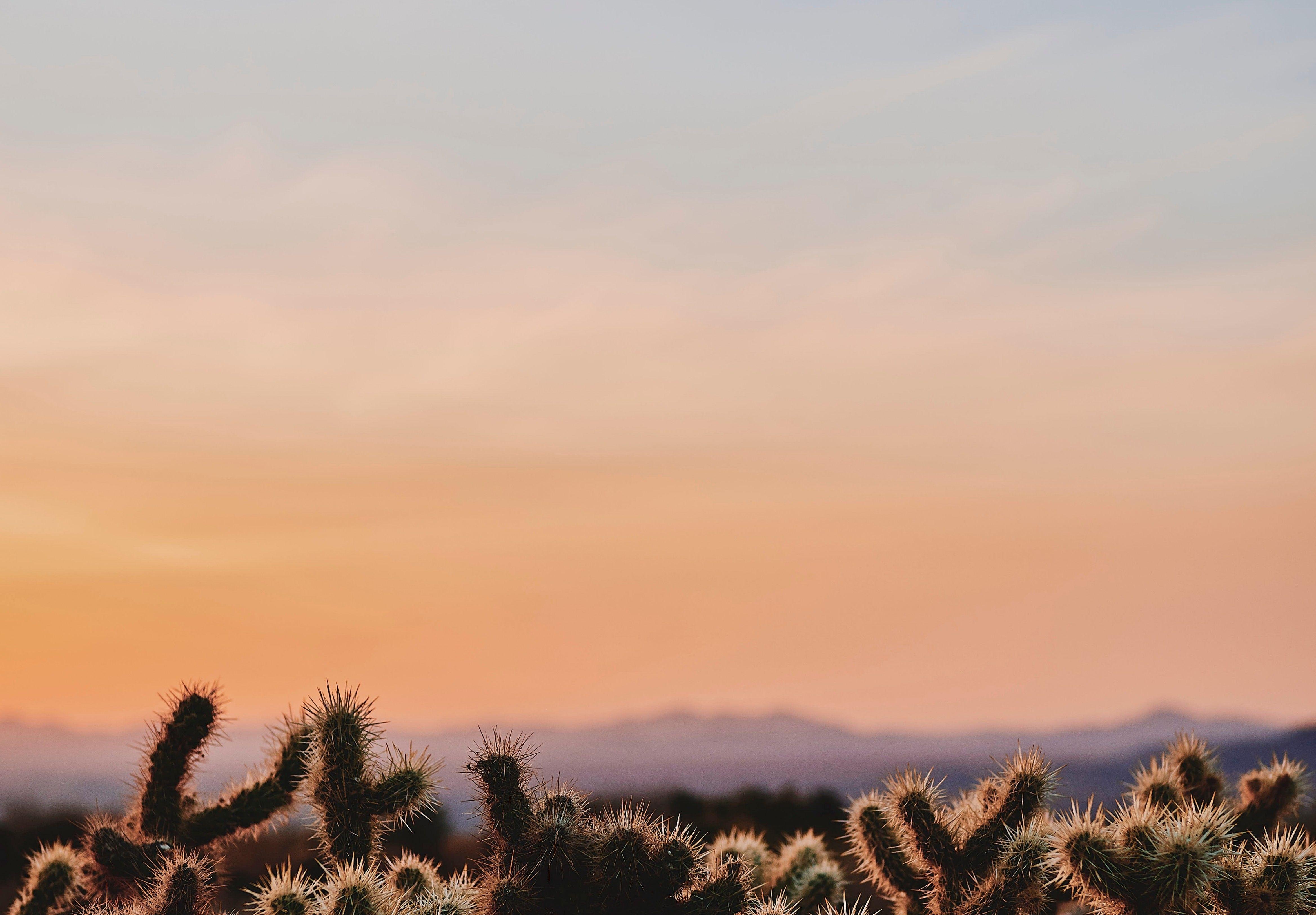 Cactus Sunset Wallpapers - Top Free Cactus Sunset Backgrounds ...