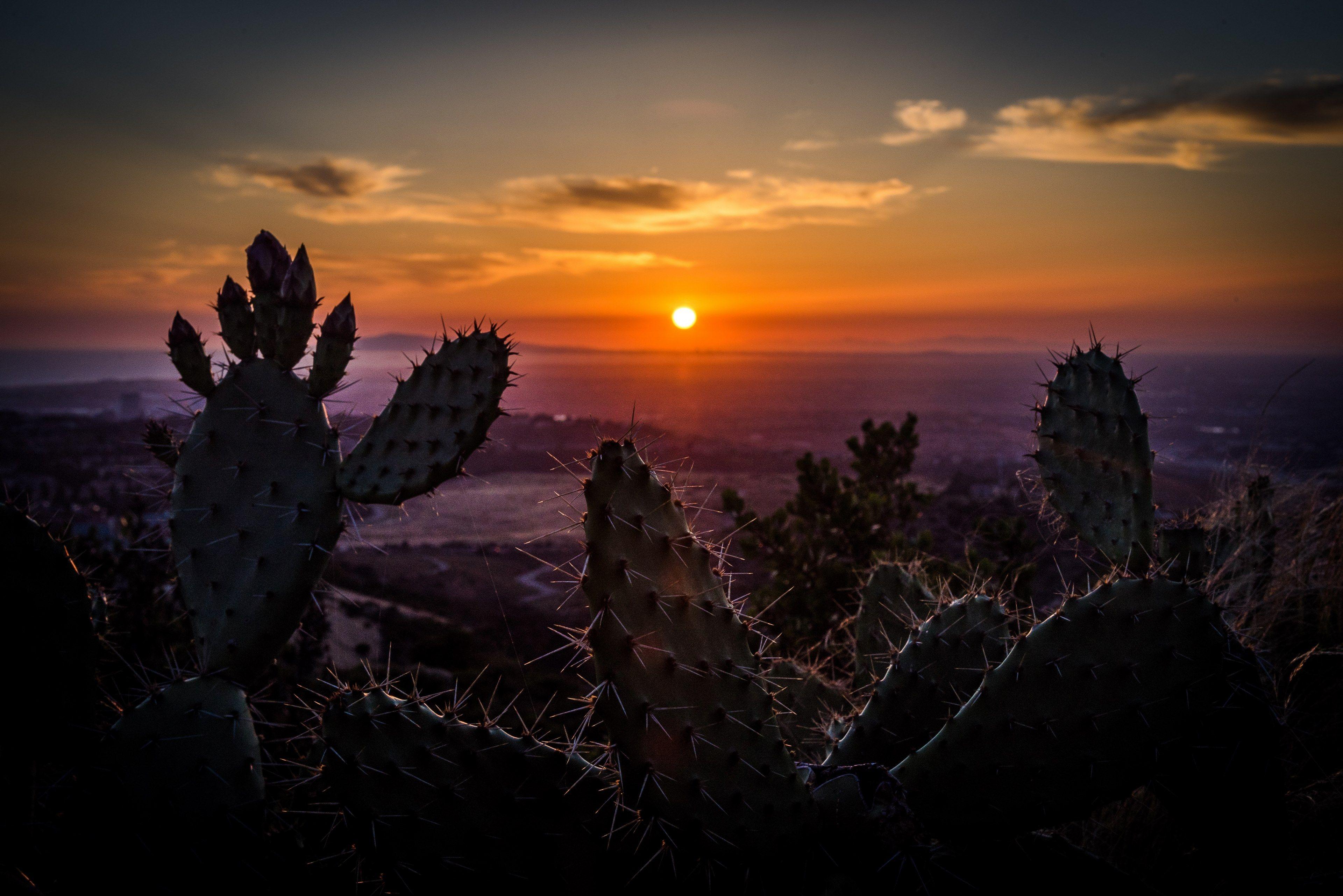 Cactus Sunset Wallpapers - Top Free Cactus Sunset Backgrounds - WallpaperAccess