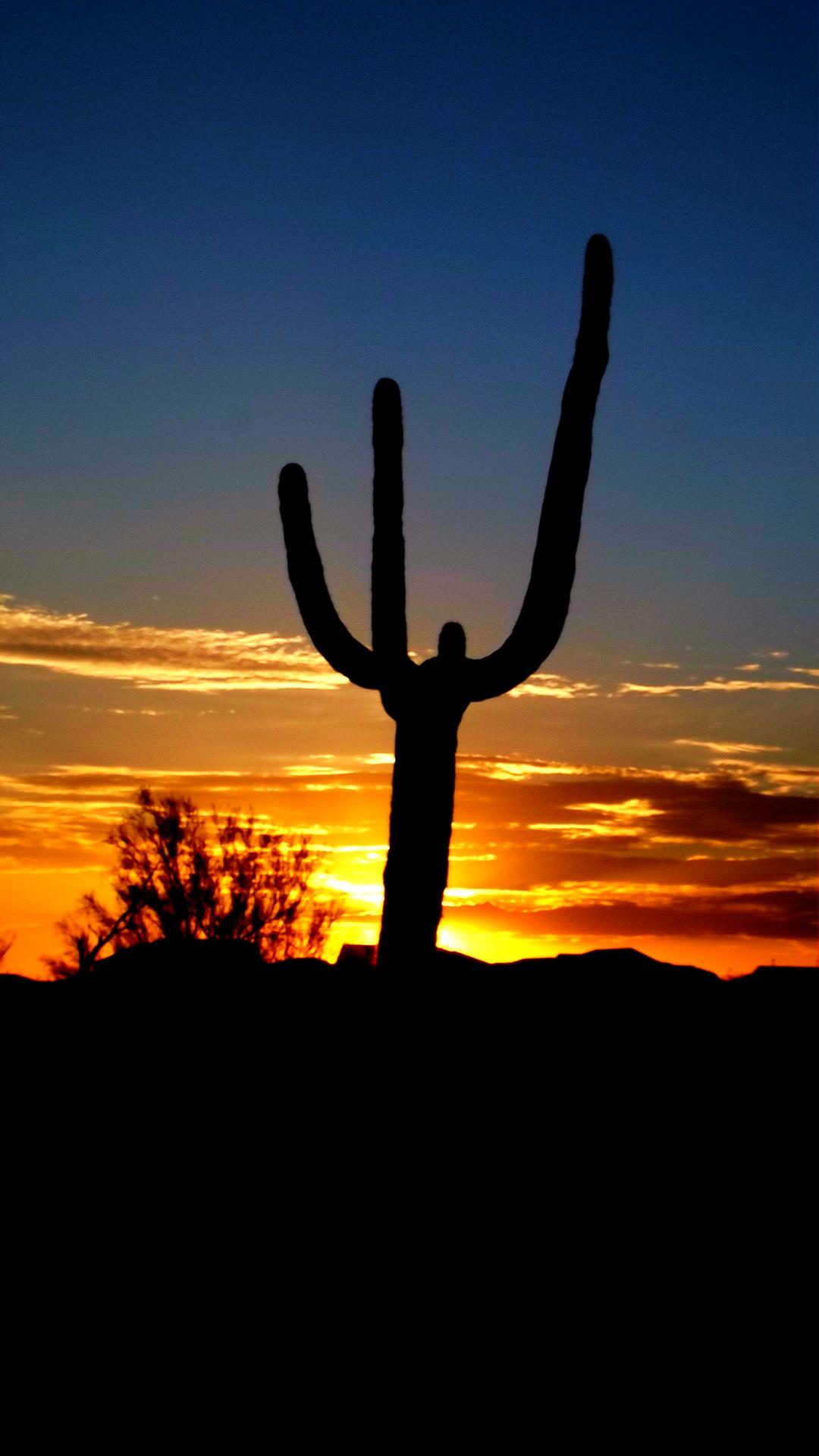 Cactus Sunset Wallpapers - Top Free Cactus Sunset Backgrounds ...