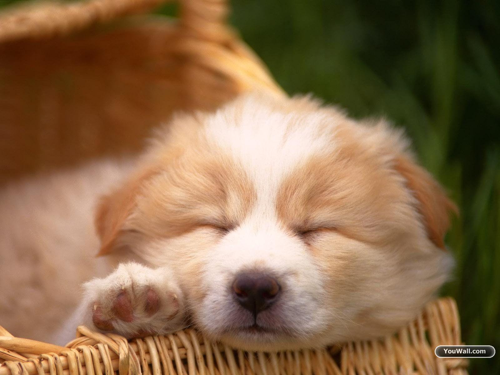 Cute Pets Wallpapers - Top Free Cute Pets Backgrounds - WallpaperAccess