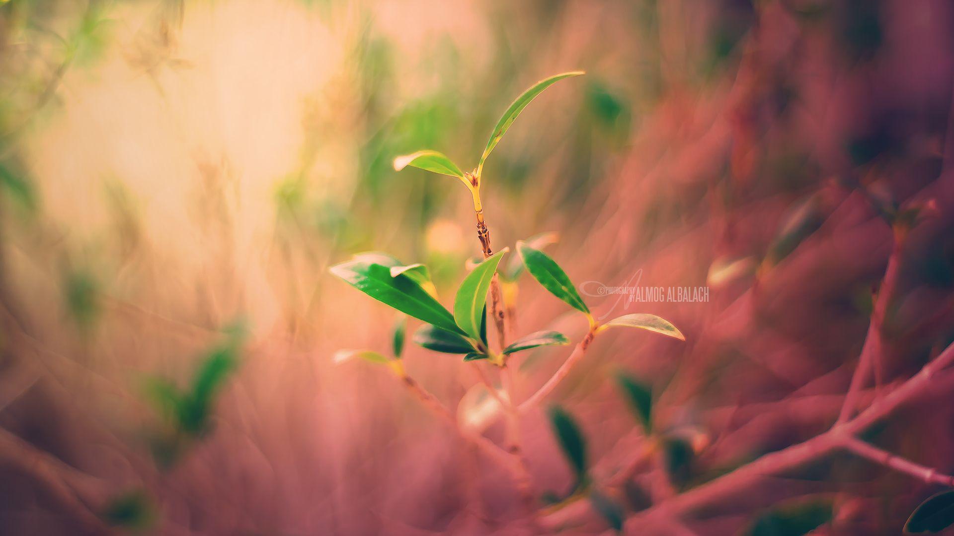 Plant Wallpapers - Top Free Plant Backgrounds - WallpaperAccess