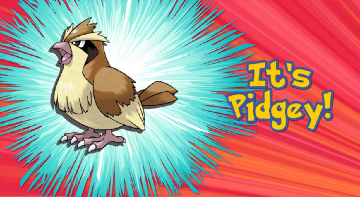 Pidgey Wallpapers - Top Free Pidgey Backgrounds - WallpaperAccess
