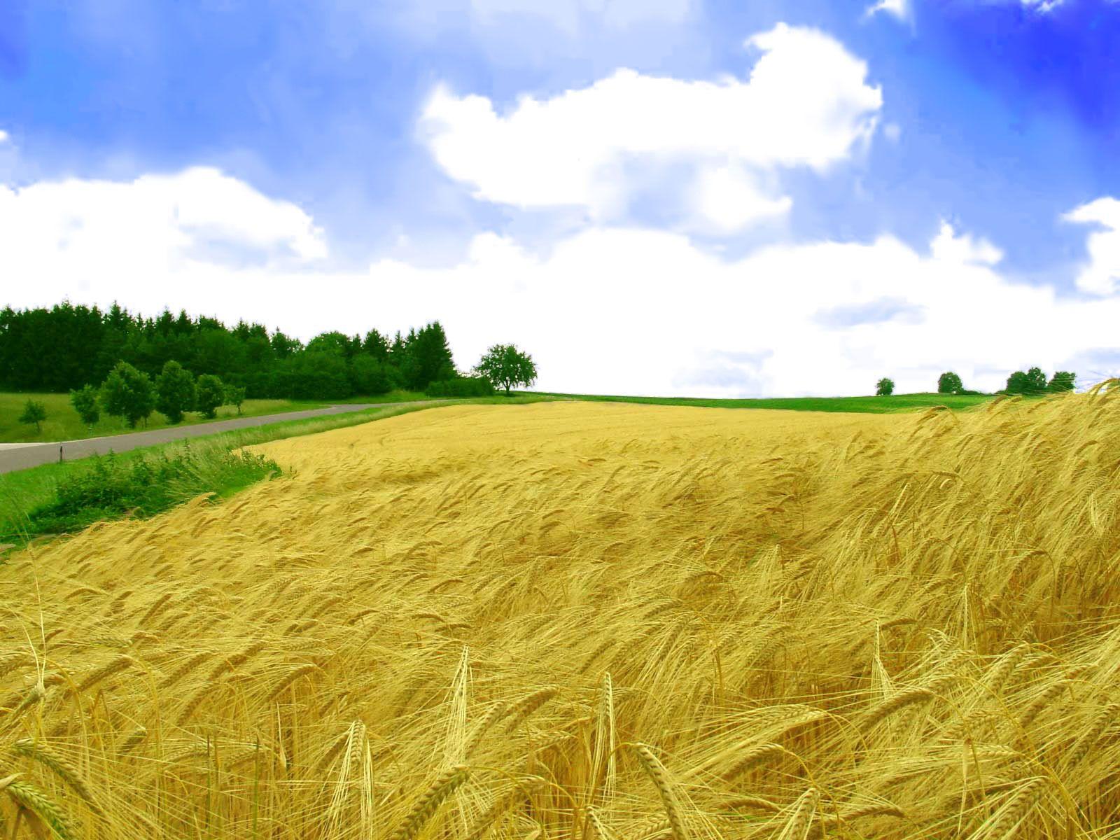 Field Wallpapers - Top Free Field Backgrounds - WallpaperAccess