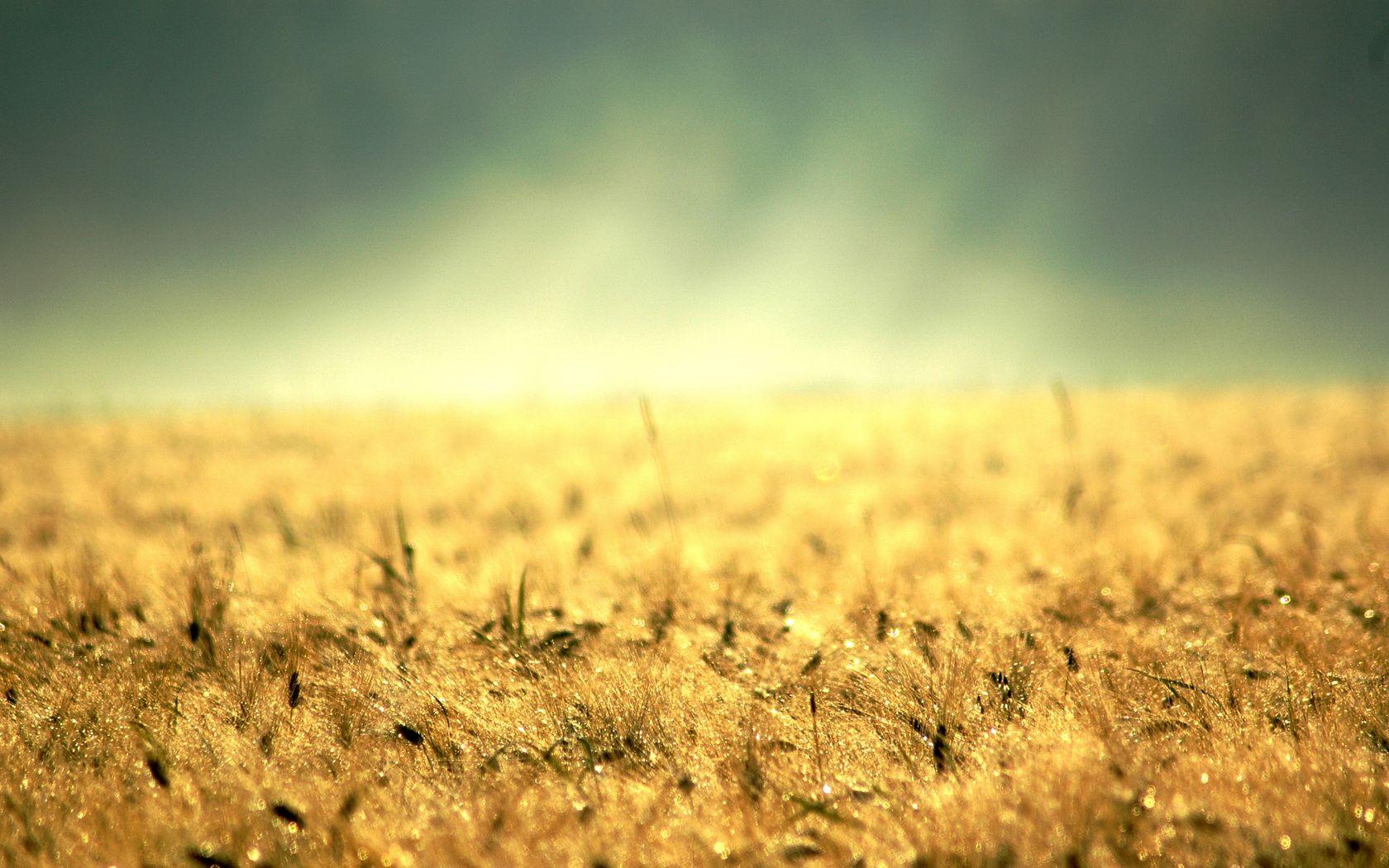 Field Wallpapers - Top Free Field Backgrounds - WallpaperAccess