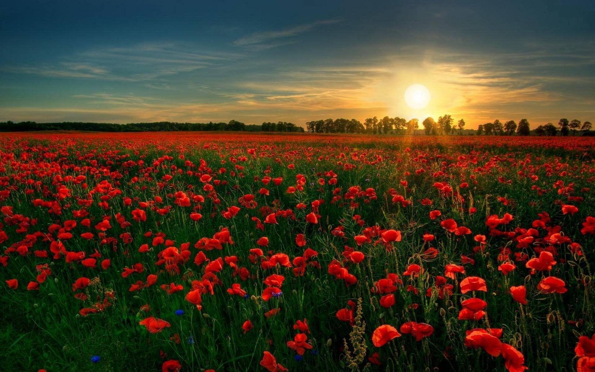 Field Wallpapers - Top Free Field Backgrounds - WallpaperAccess