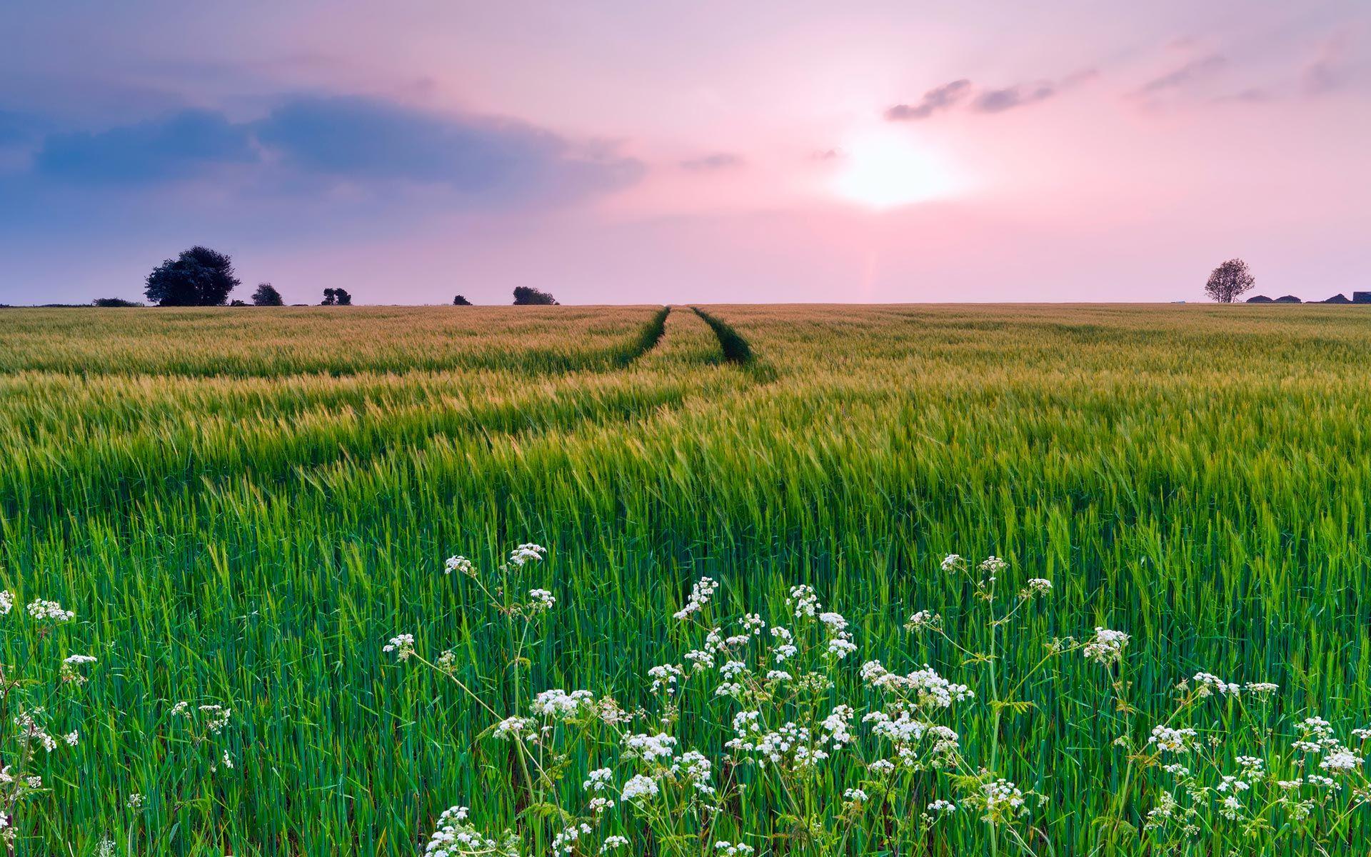 Field Wallpapers - Top Free Field Backgrounds - WallpaperAccess