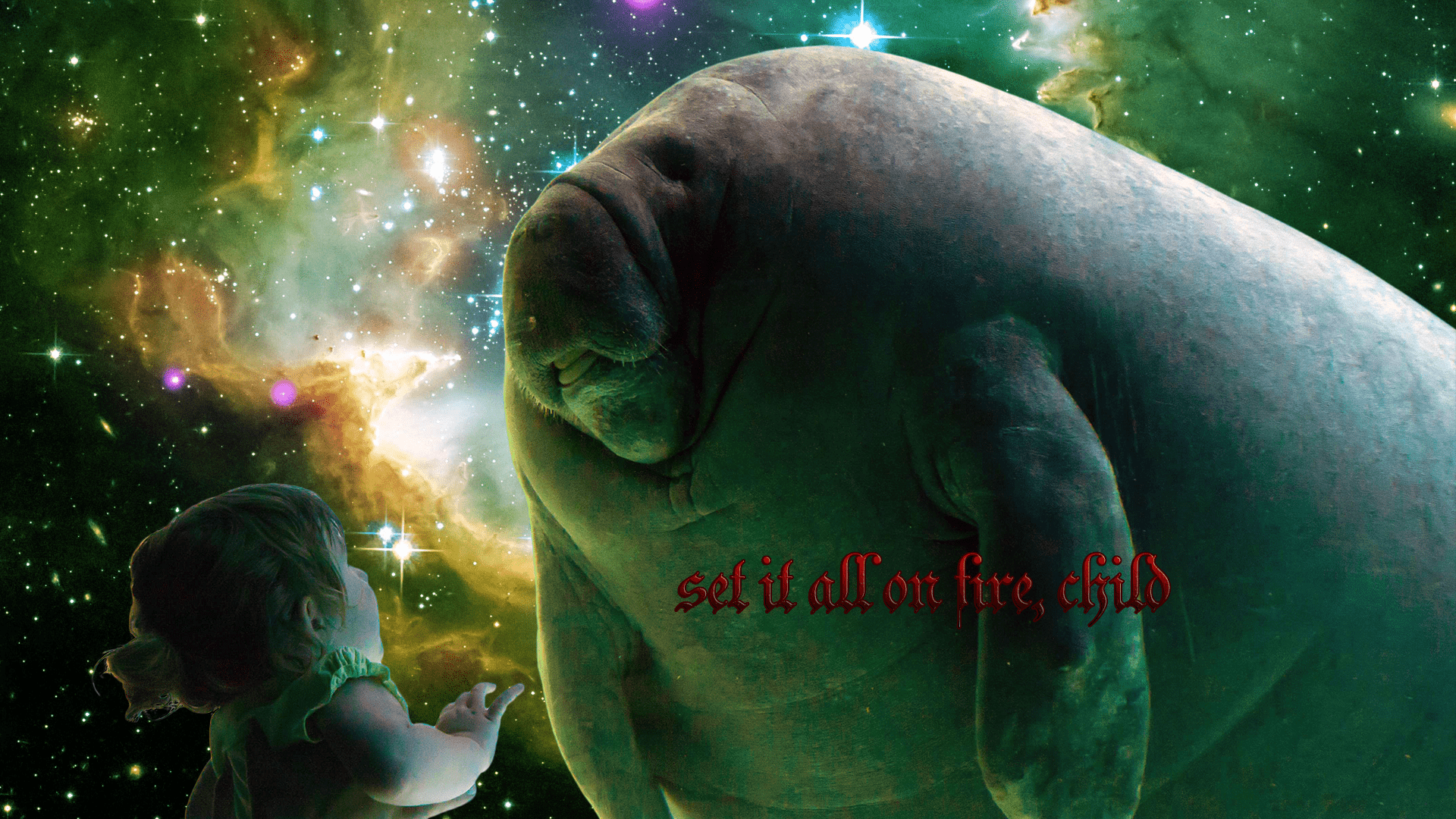 Baby Manatee Wallpapers - Top Free Baby Manatee Backgrounds ...