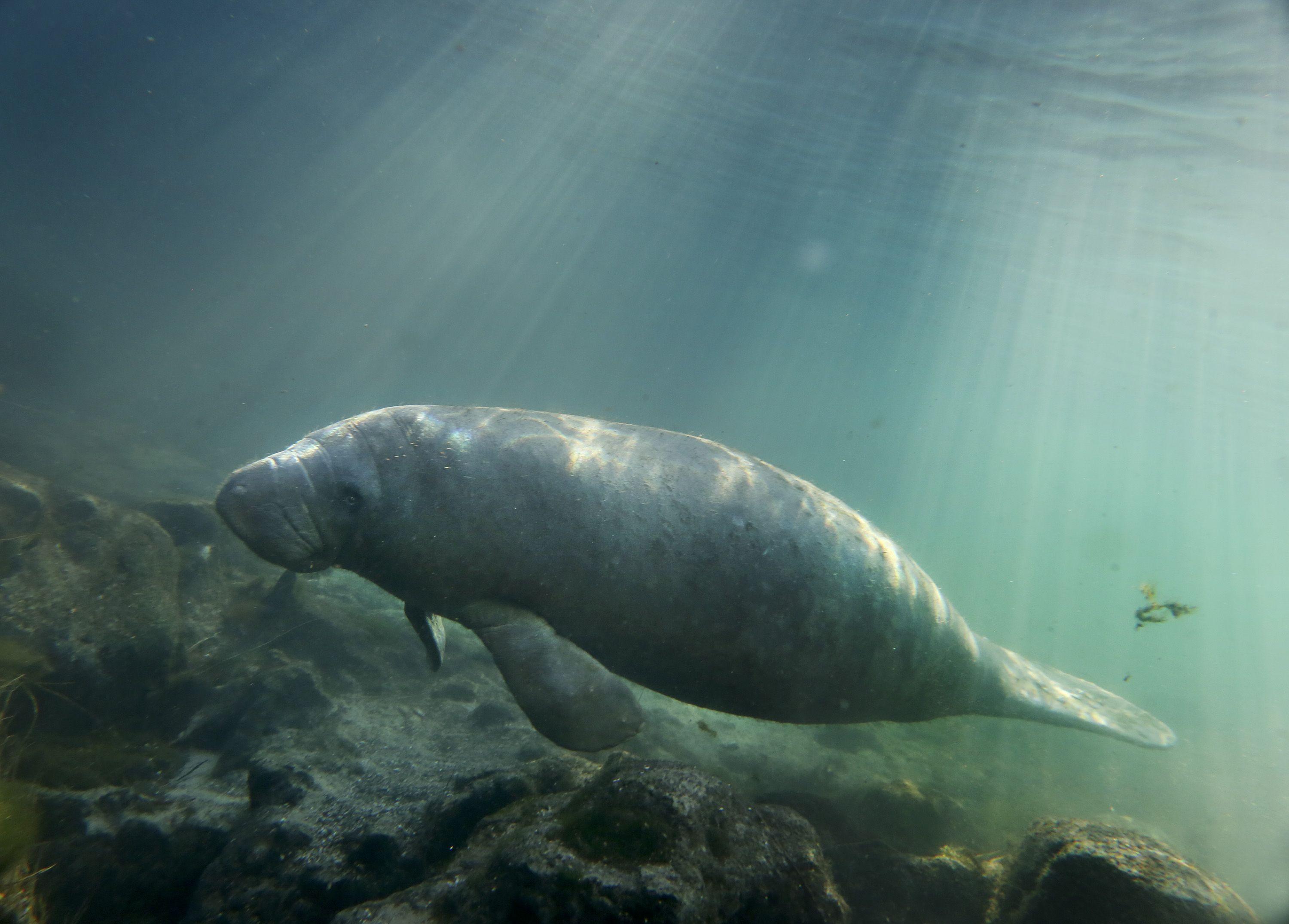 Baby Manatee Wallpapers - Top Free Baby Manatee Backgrounds ...