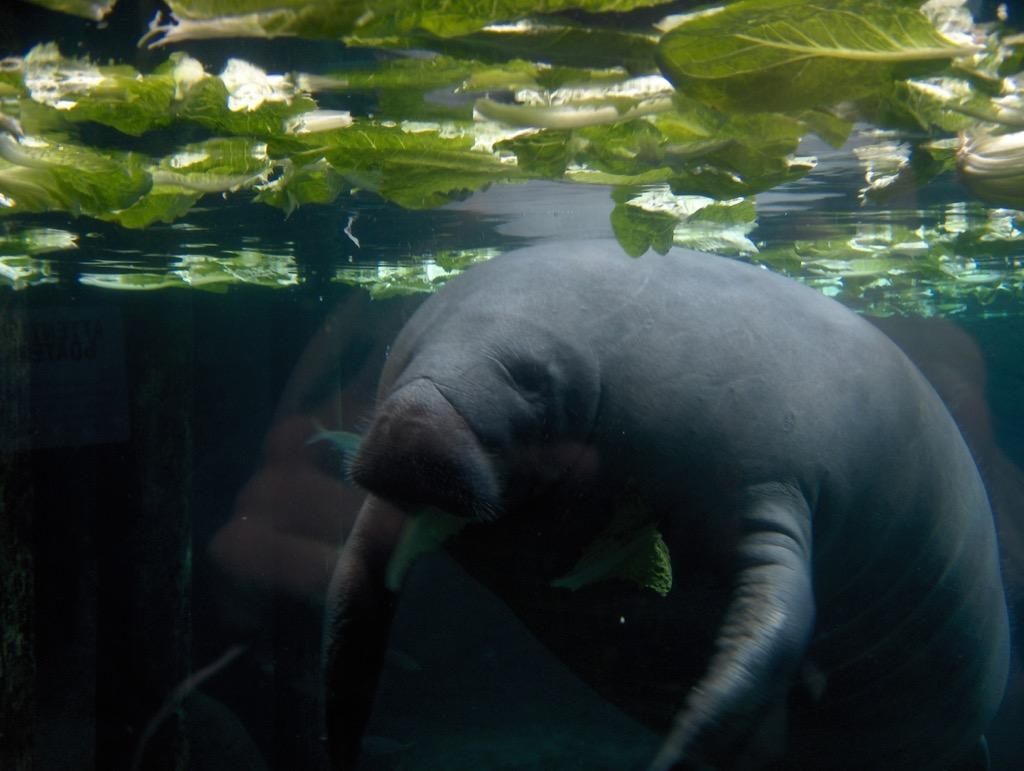 Baby Manatee Wallpapers - Top Free Baby Manatee Backgrounds ...