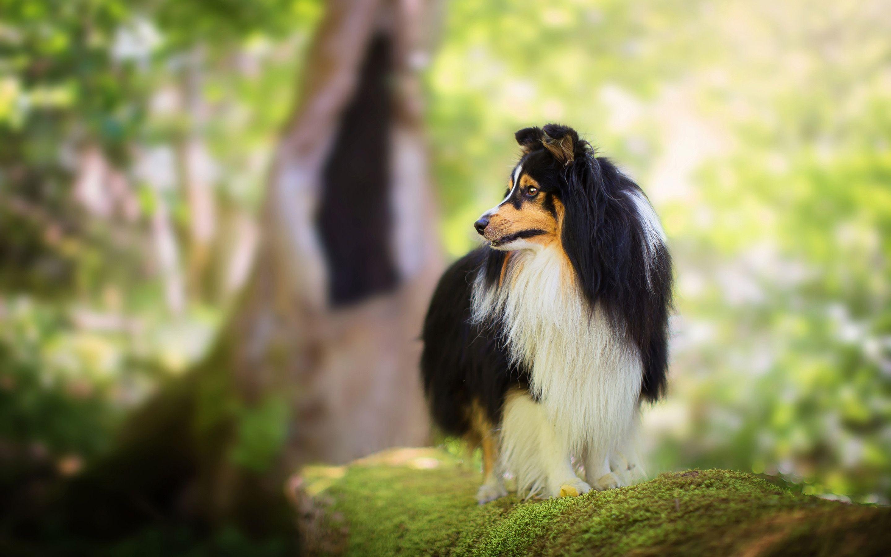 Cute Summer Animals Desktop Wallpapers - Top Free Cute Summer Animals ...