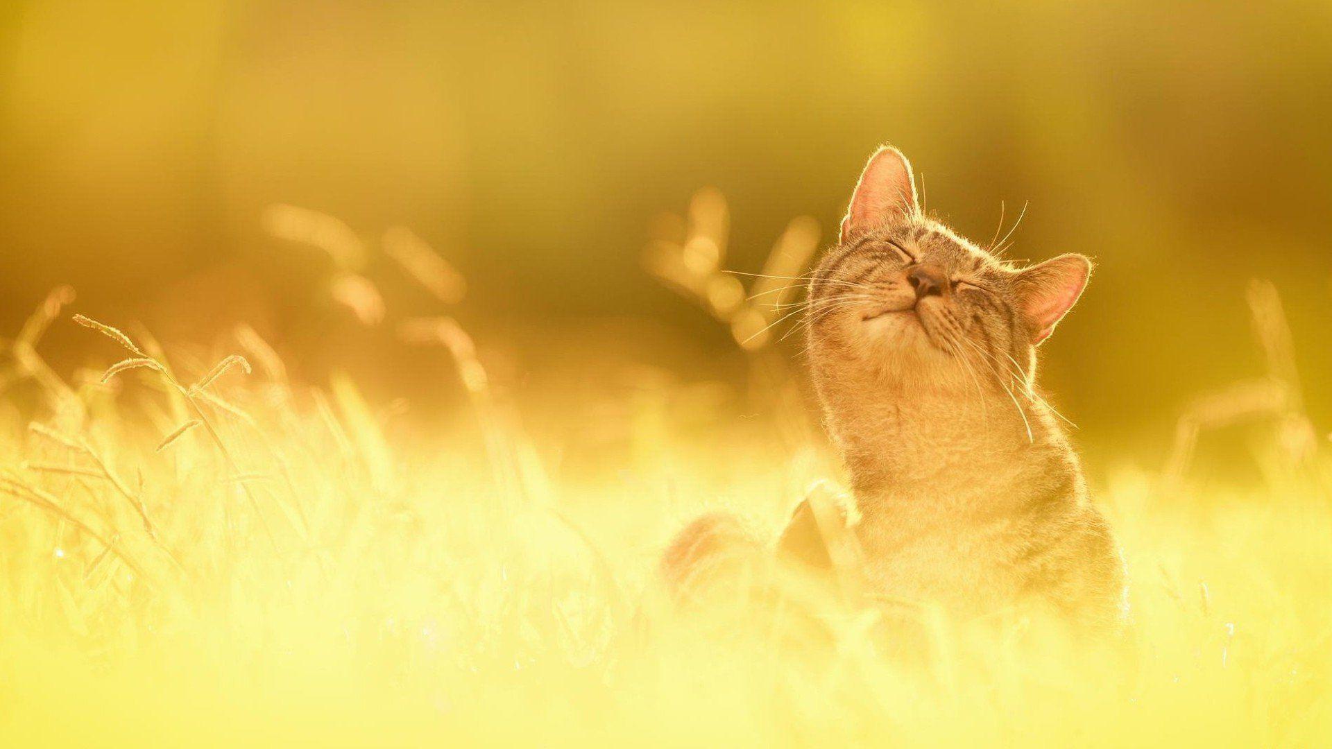 Cute Summer Animals Desktop Wallpapers - Top Free Cute Summer Animals ...