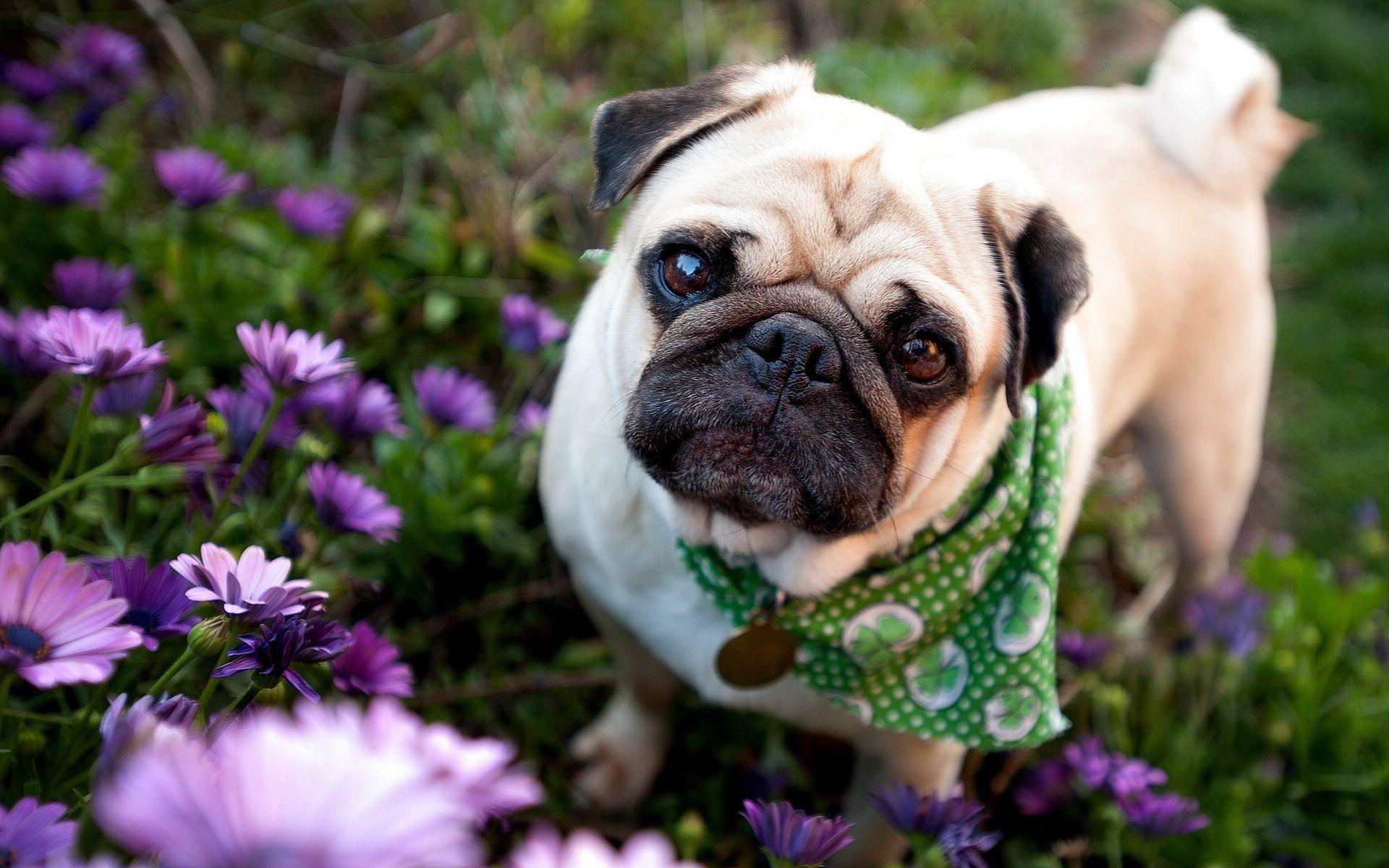 Cute Summer Animals Desktop Wallpapers - Top Free Cute Summer Animals ...