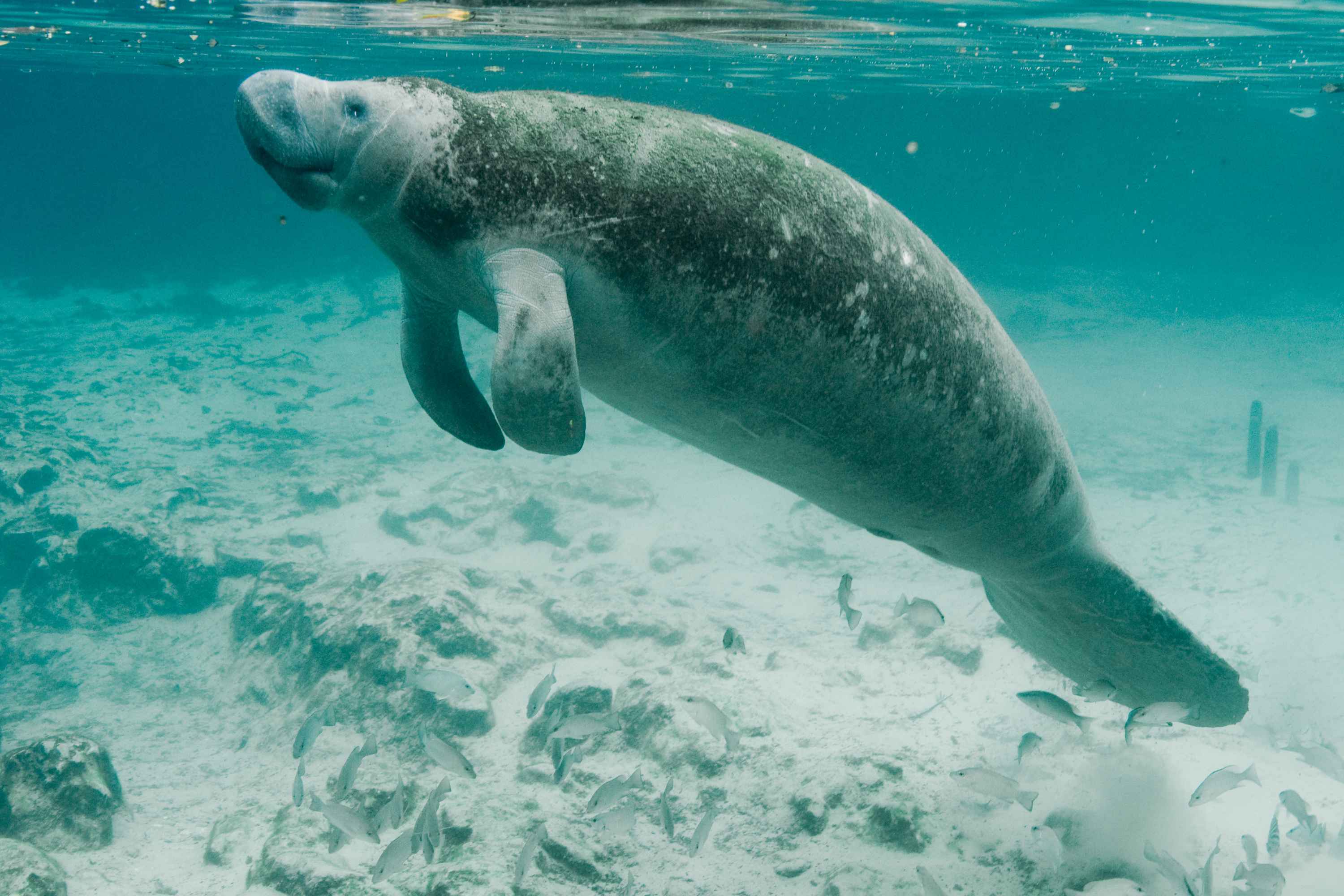Sea Manatee Wallpapers - Top Free Sea Manatee Backgrounds - WallpaperAccess