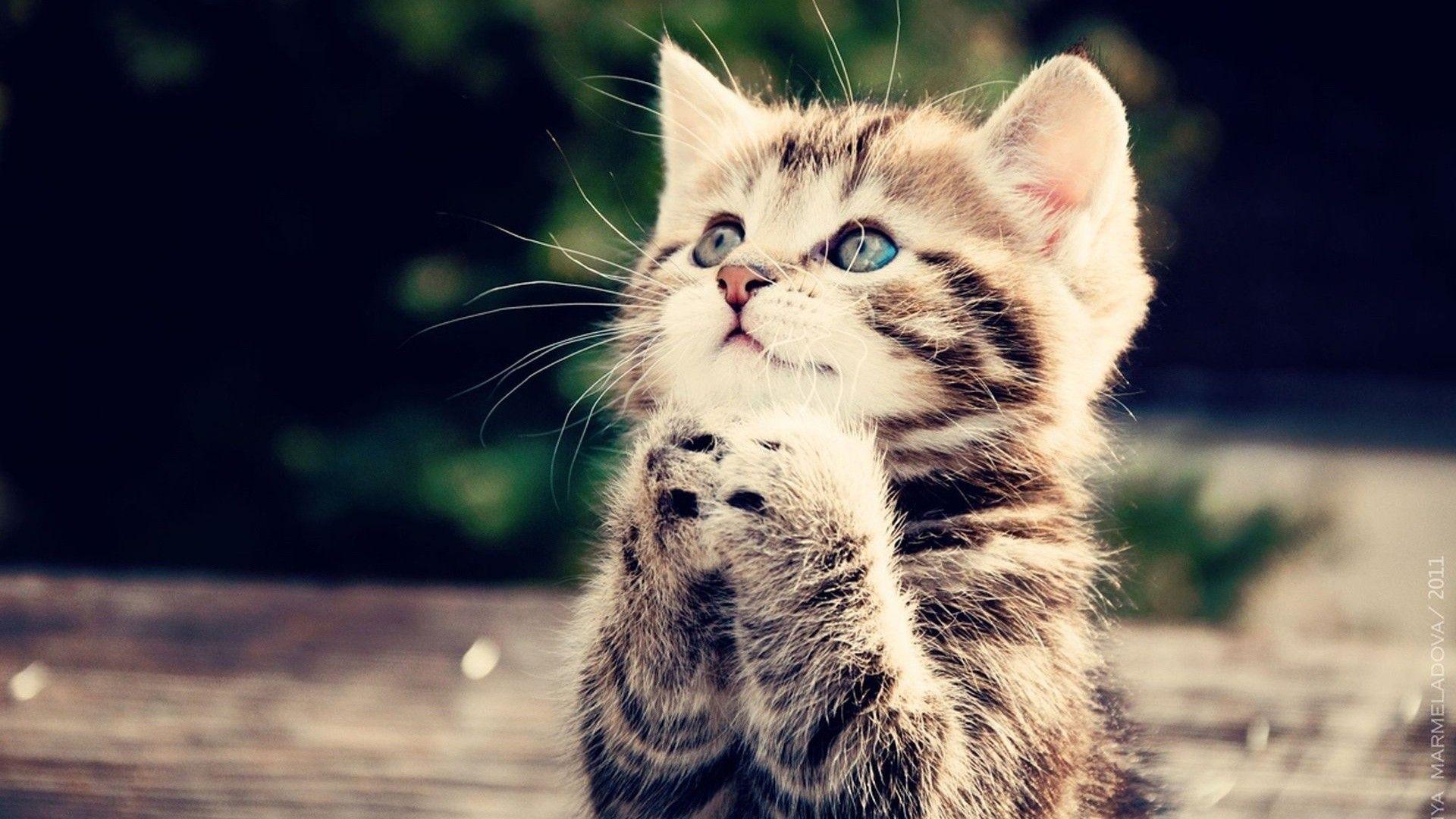 Cute Summer Animals Desktop Wallpapers - Top Free Cute Summer Animals ...