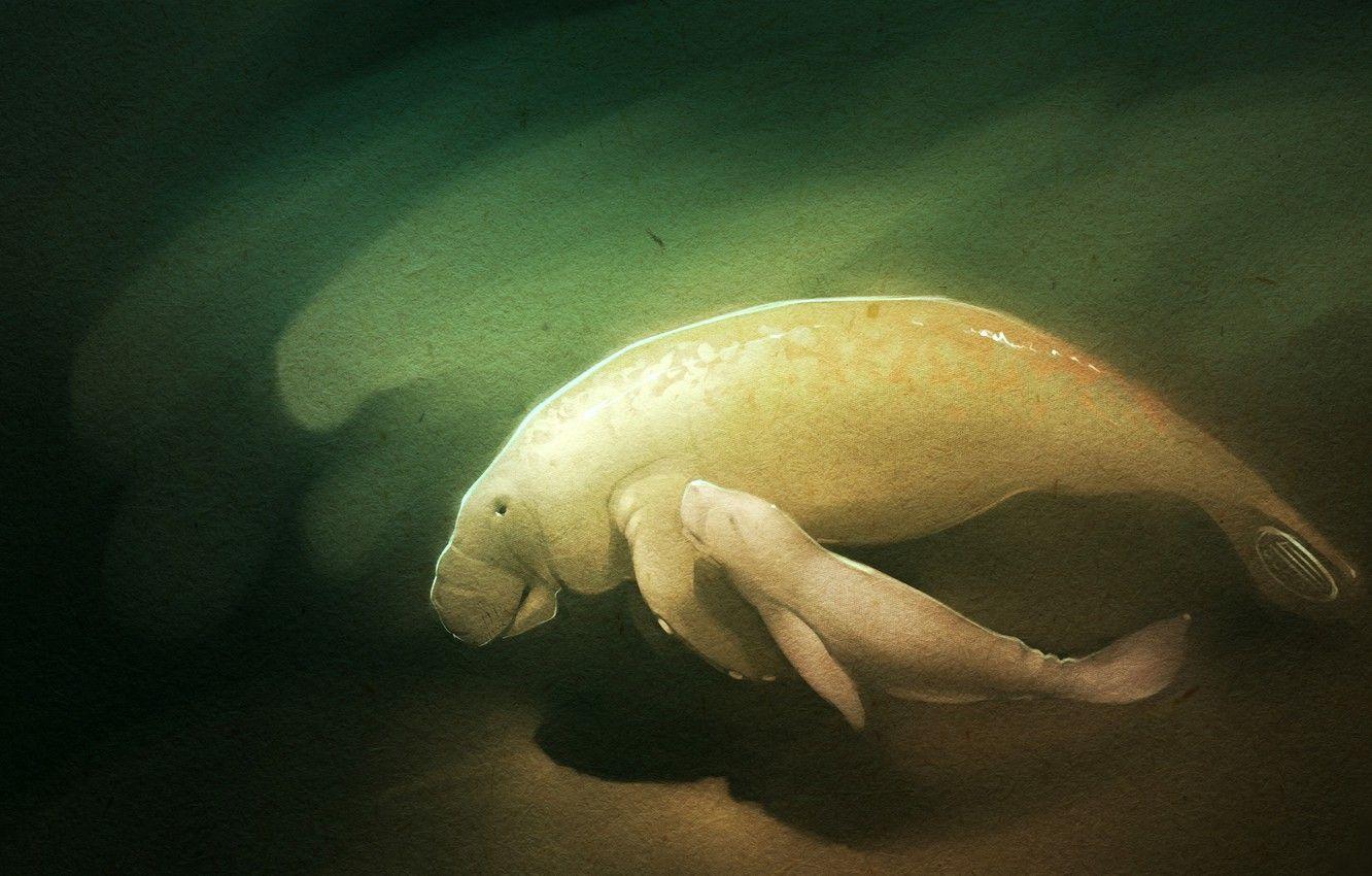 Sea Manatee Wallpapers - Top Free Sea Manatee Backgrounds - WallpaperAccess