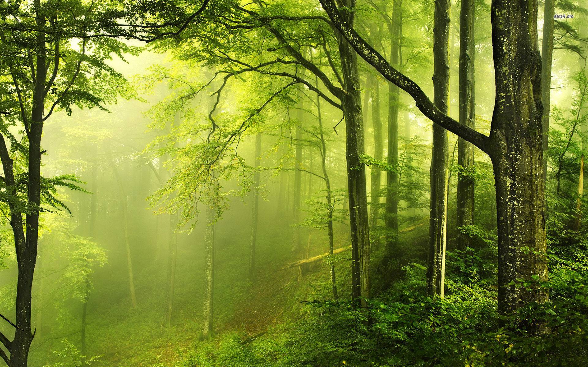Jungle Landscape Wallpapers - Top Free Jungle Landscape Backgrounds ...
