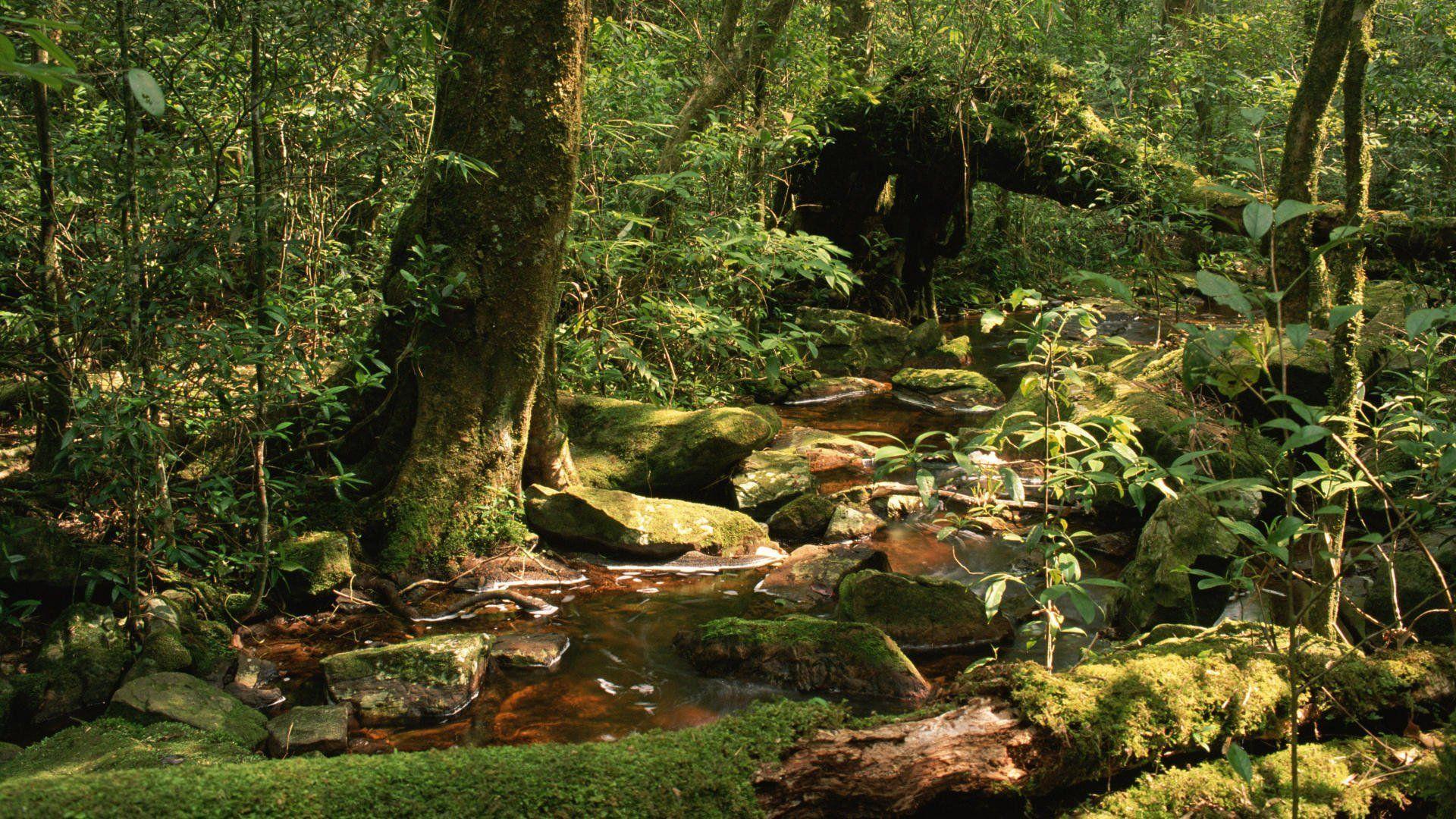 Jungle Landscape Wallpapers - Top Free Jungle Landscape Backgrounds ...