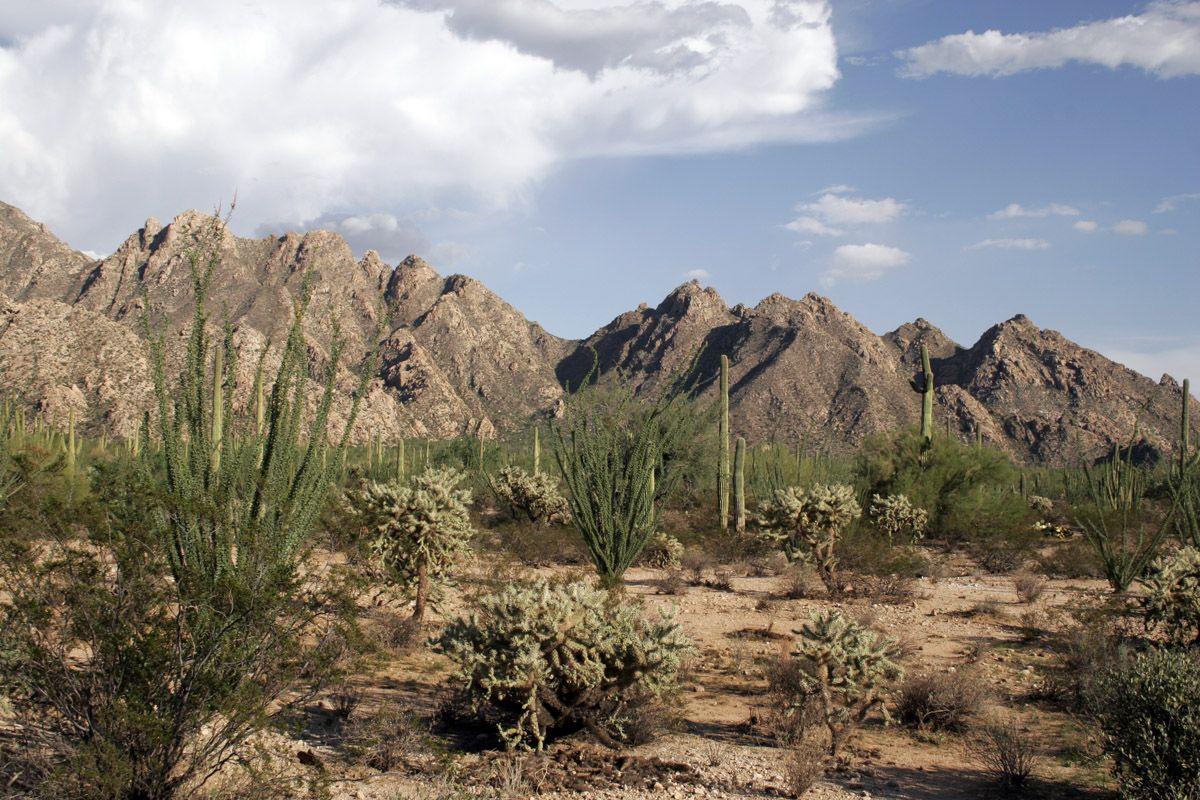 Sonoran Desert Wallpapers Top Free Sonoran Desert Backgrounds Wallpaperaccess