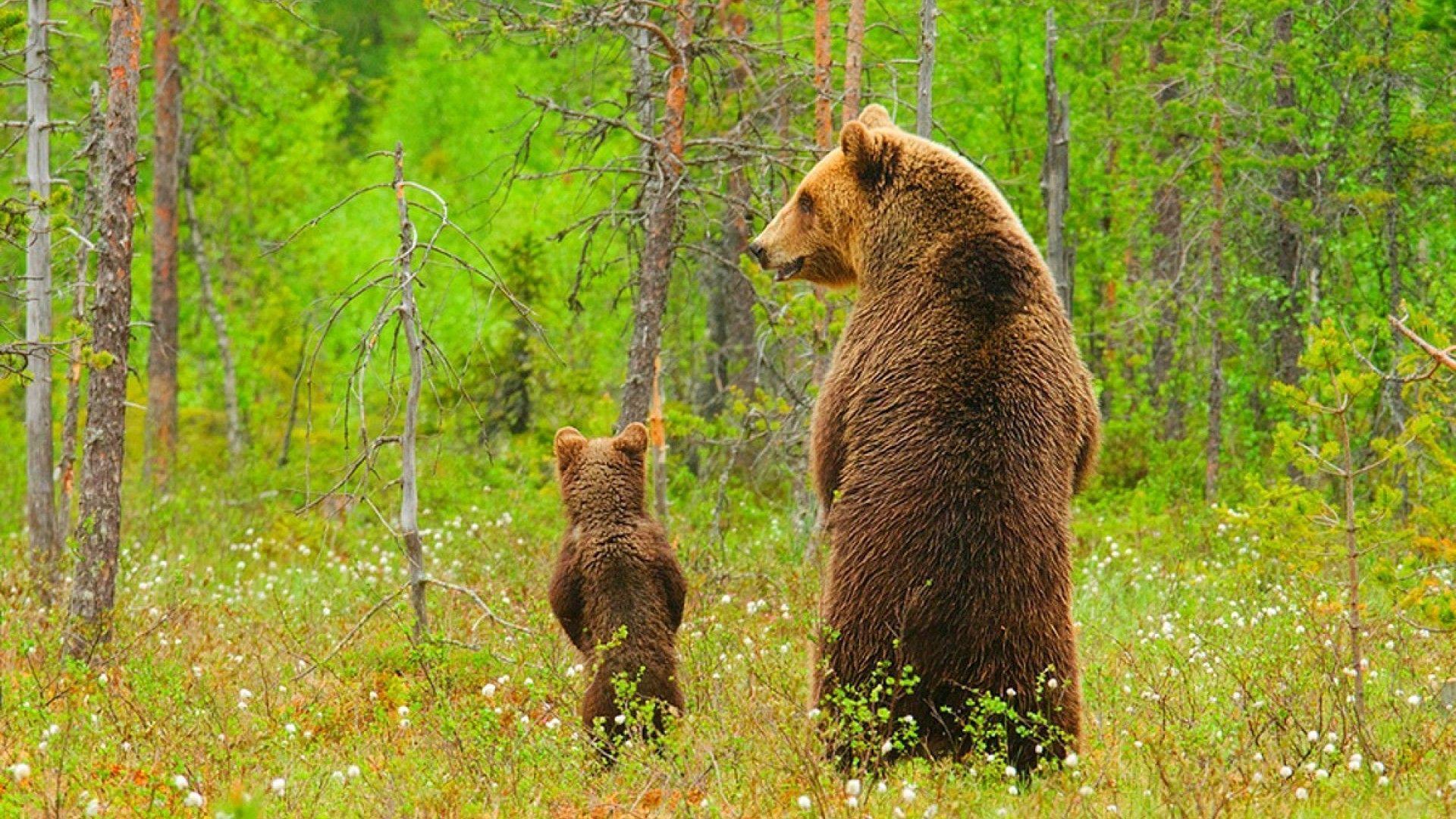 Autumn Bear Wallpapers - Top Free Autumn Bear Backgrounds - WallpaperAccess