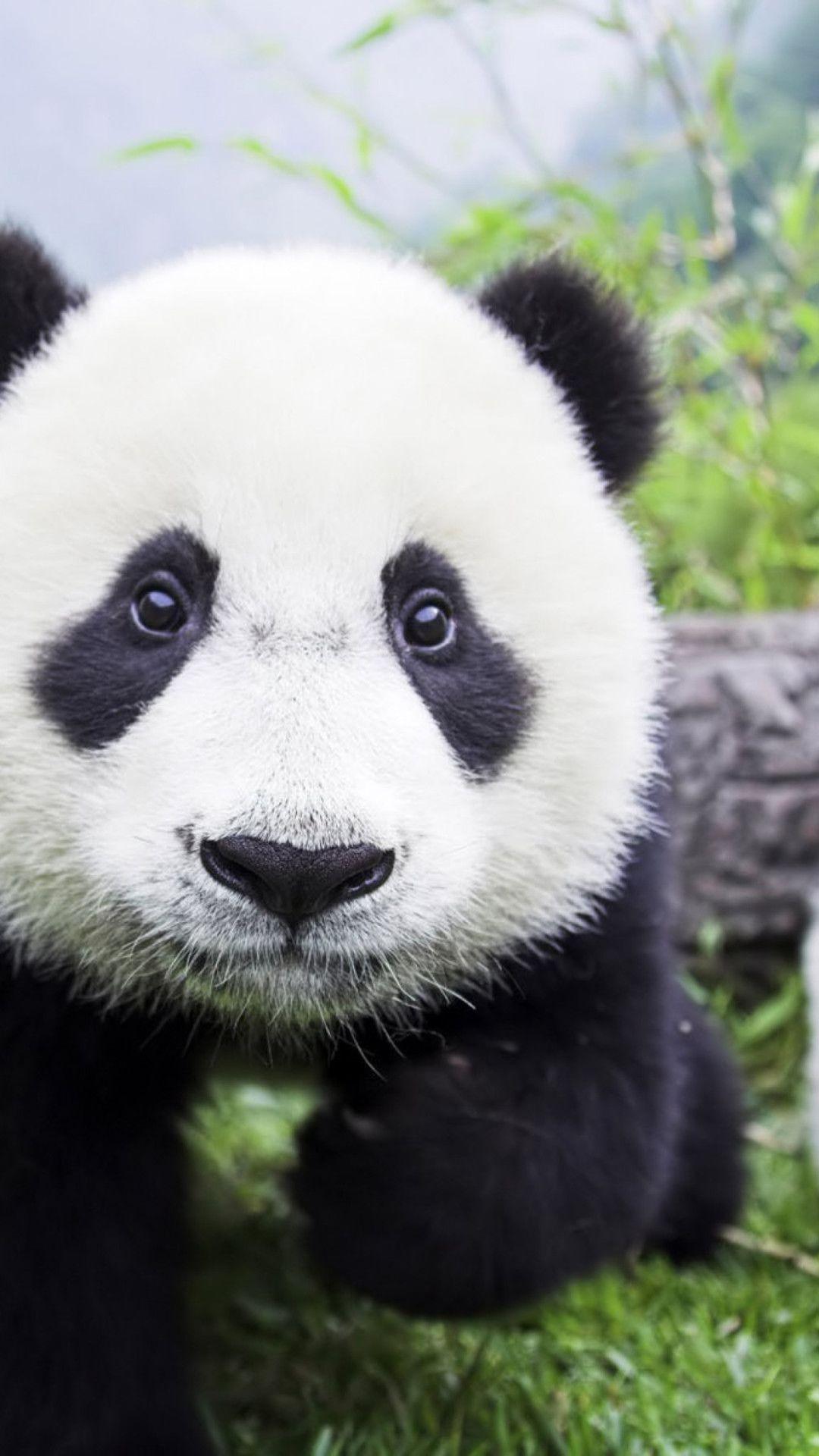 Baby Panda iPhone Wallpapers - Top Free Baby Panda iPhone Backgrounds ...