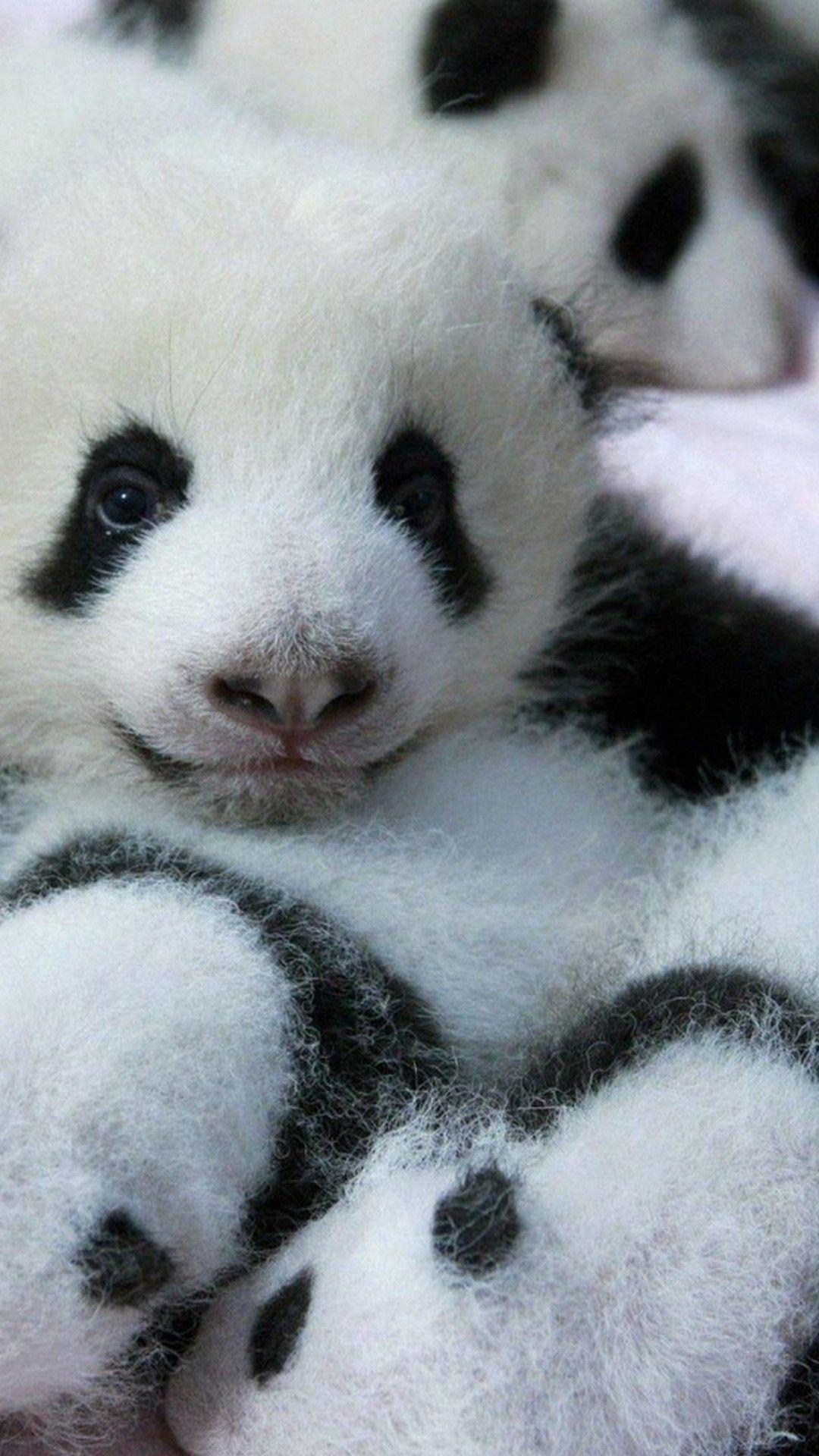 Baby Panda iPhone Wallpapers - Top Free Baby Panda iPhone Backgrounds ...