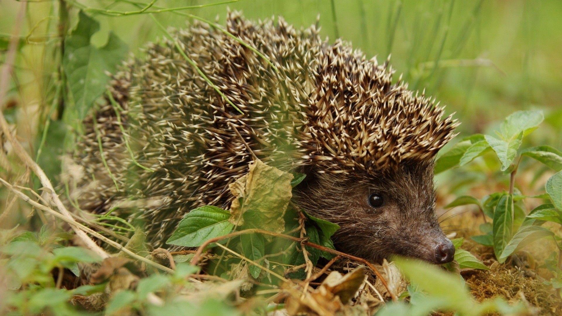 Nature Animals HD Wallpapers - Top Free Nature Animals HD Backgrounds ...