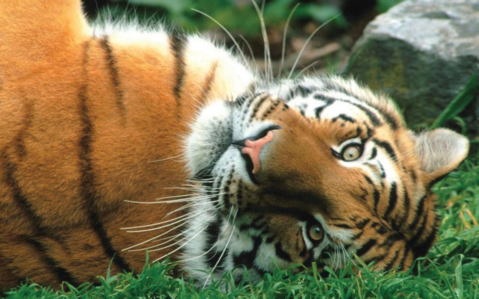 Nature Animals HD Wallpapers - Top Free Nature Animals HD Backgrounds ...