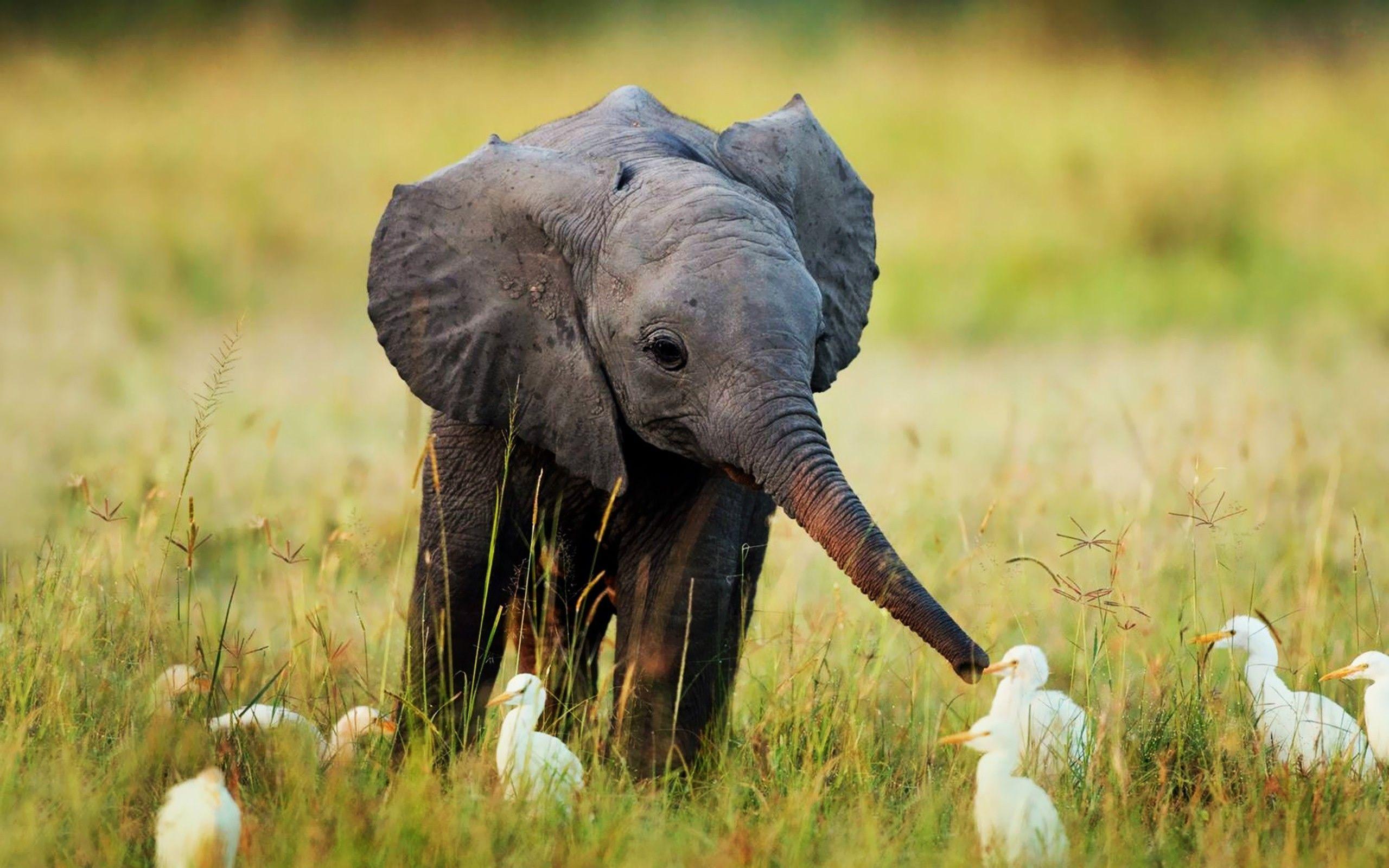 Nature Animals HD Wallpapers - Top Free Nature Animals HD Backgrounds ...