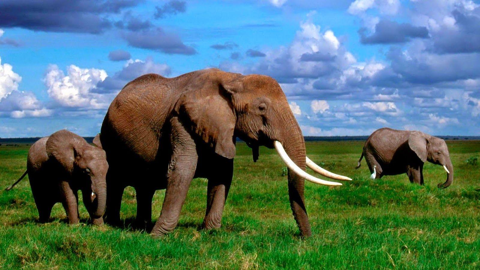 Nature Animals HD Wallpapers - Top Free Nature Animals HD Backgrounds ...