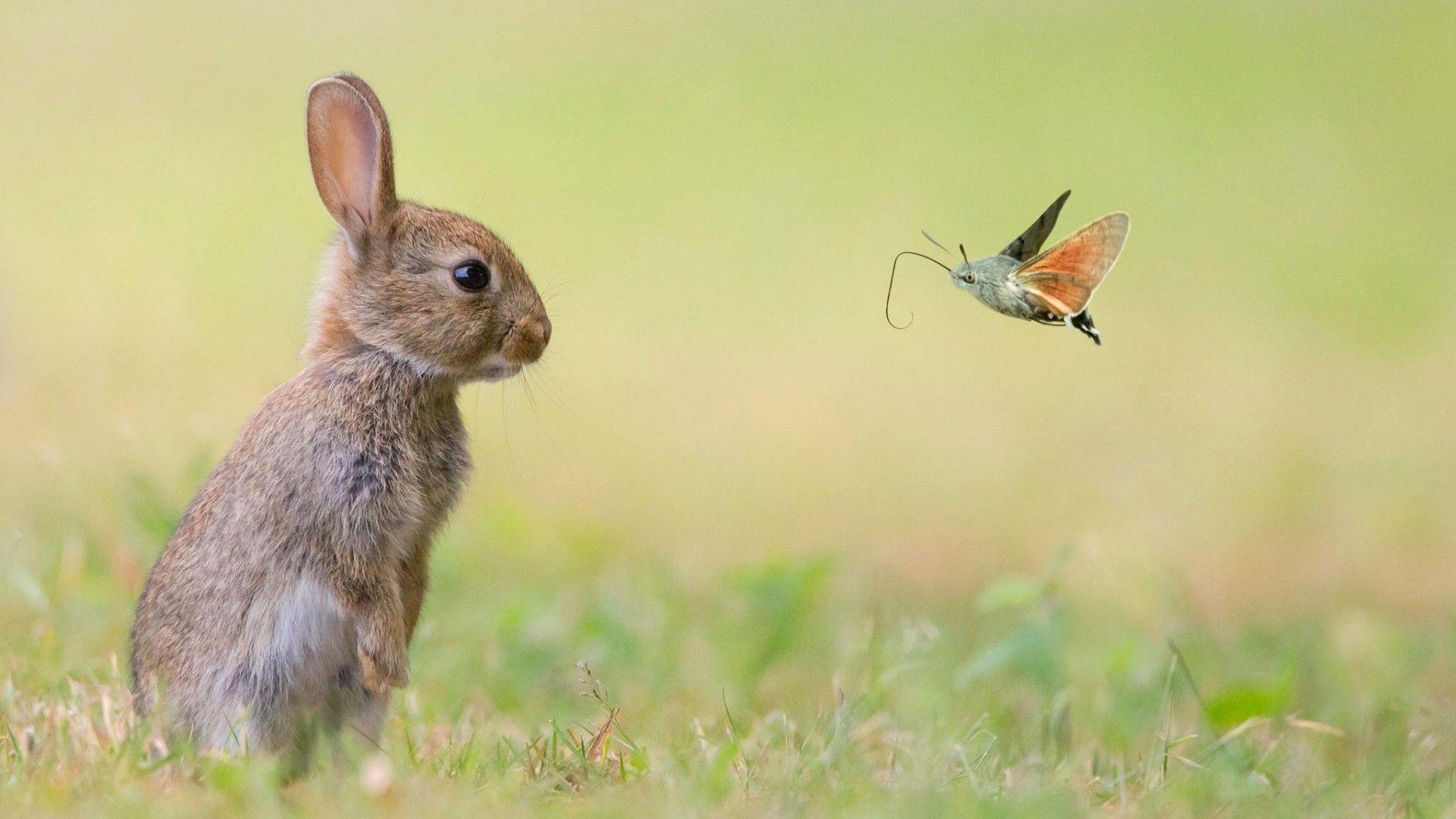 Nature Animals HD Wallpapers - Top Free Nature Animals HD Backgrounds ...