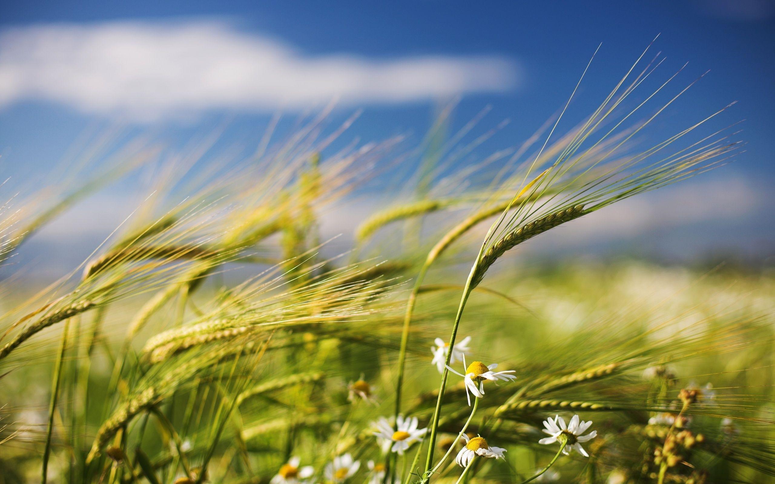 August Summer Wallpapers - Top Free August Summer Backgrounds ...