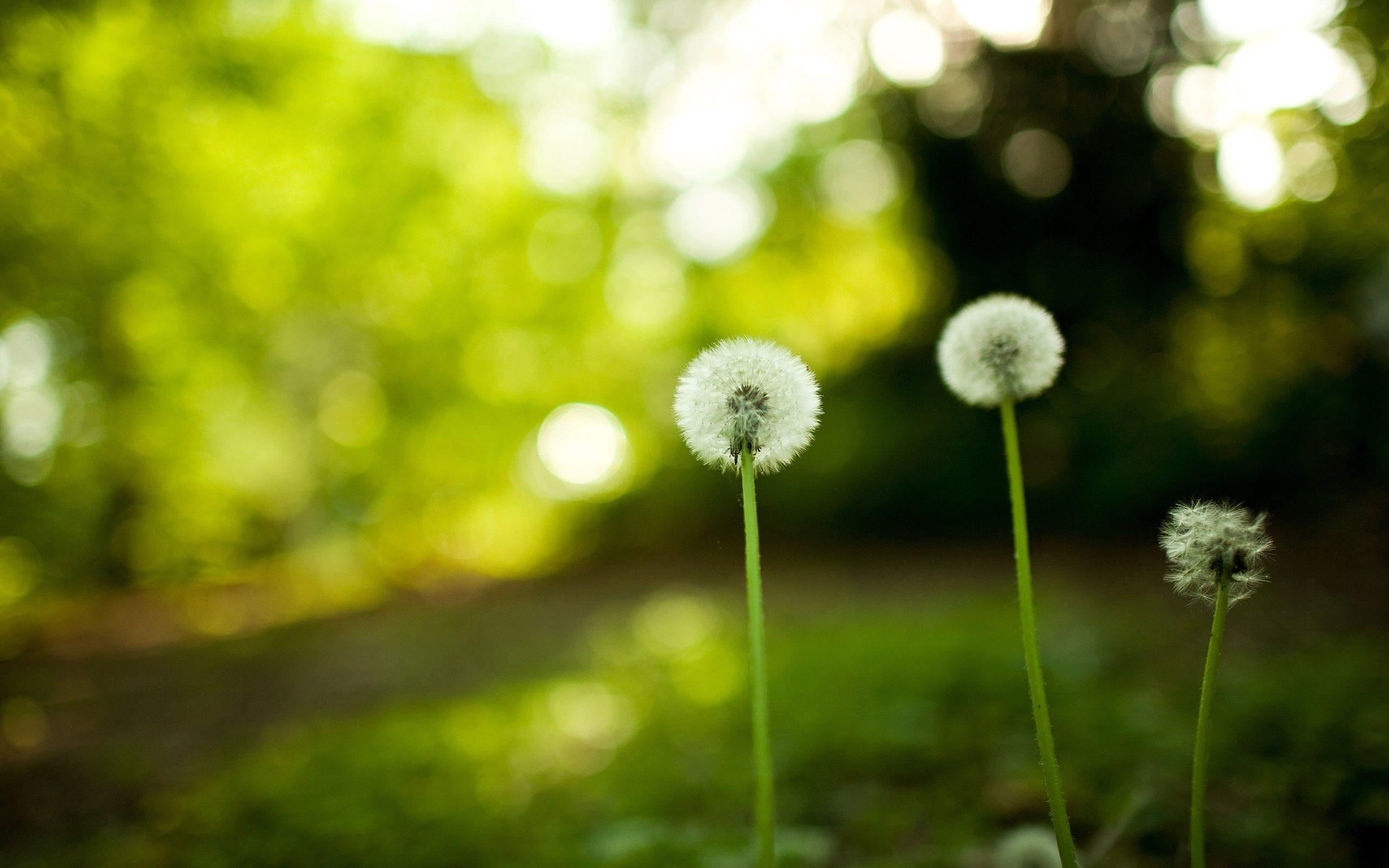 Depth of Field Wallpapers - Top Free Depth of Field Backgrounds ...