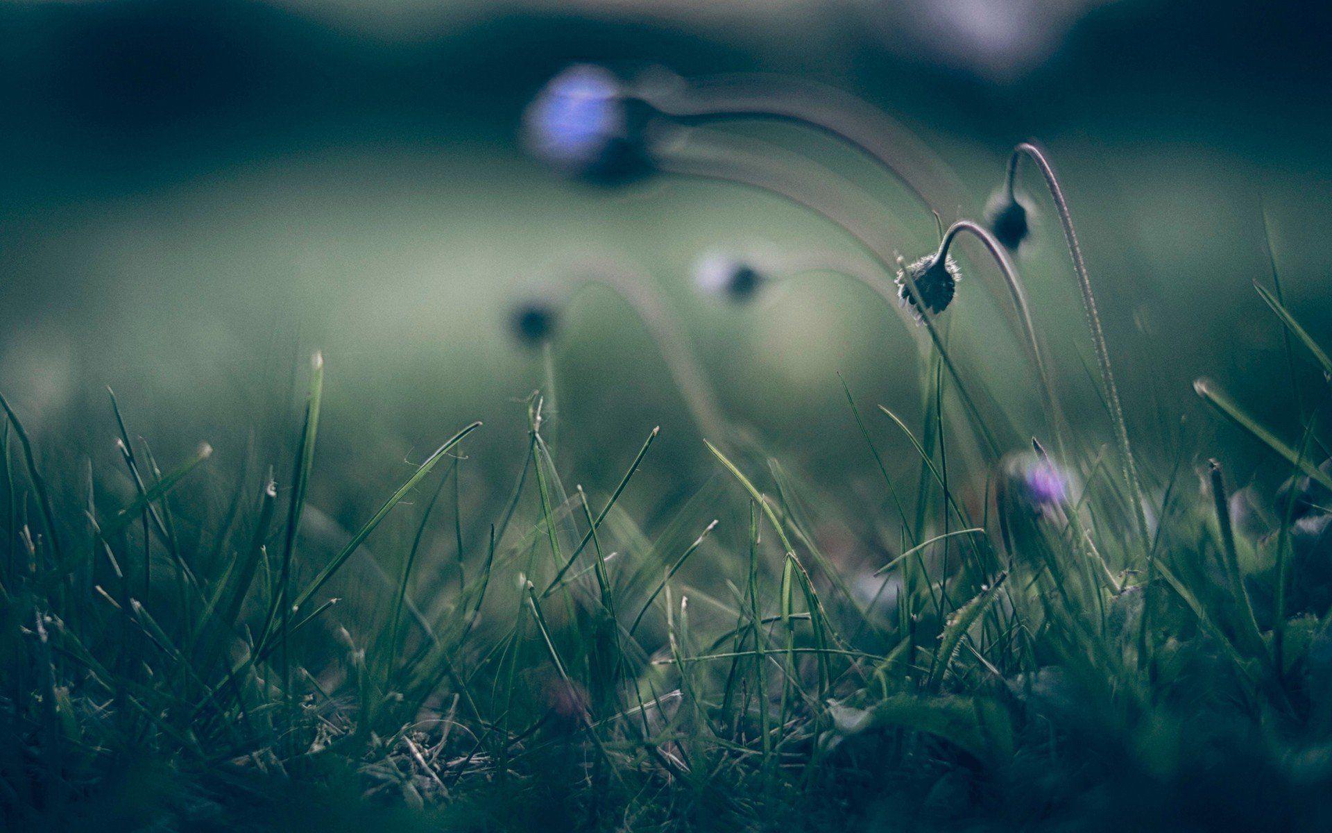 Depth of Field Wallpapers - Top Free Depth of Field Backgrounds ...