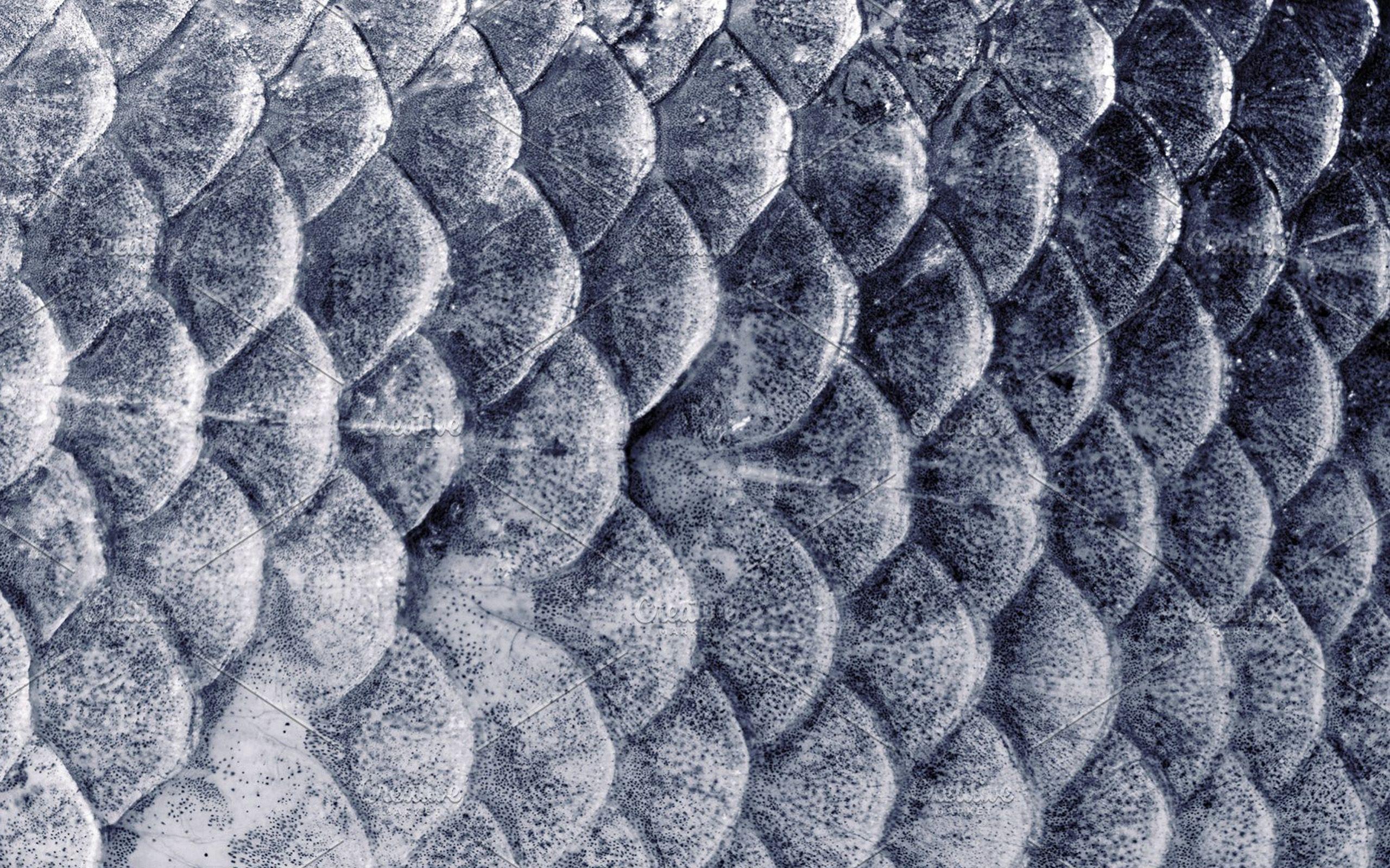 Fish Scales Wallpapers - Top Free Fish Scales Backgrounds - WallpaperAccess