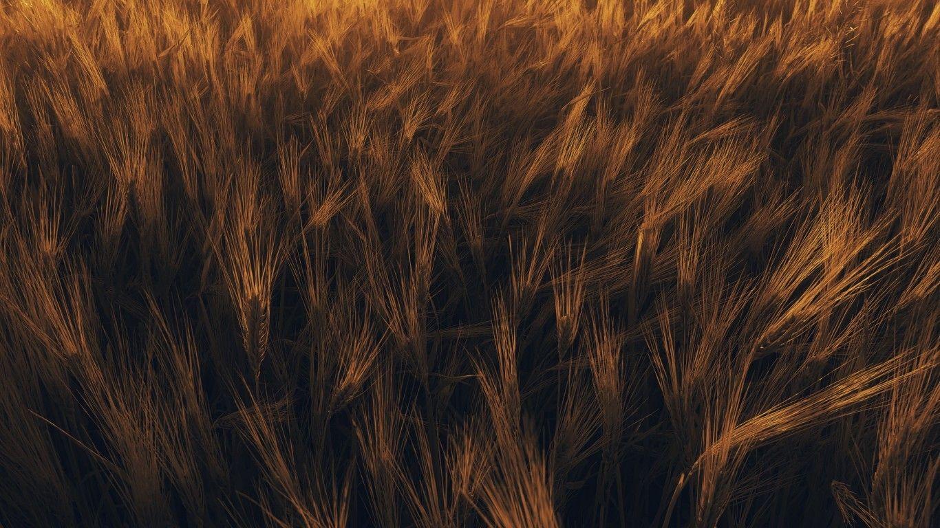 Depth of Field Wallpapers - Top Free Depth of Field Backgrounds ...