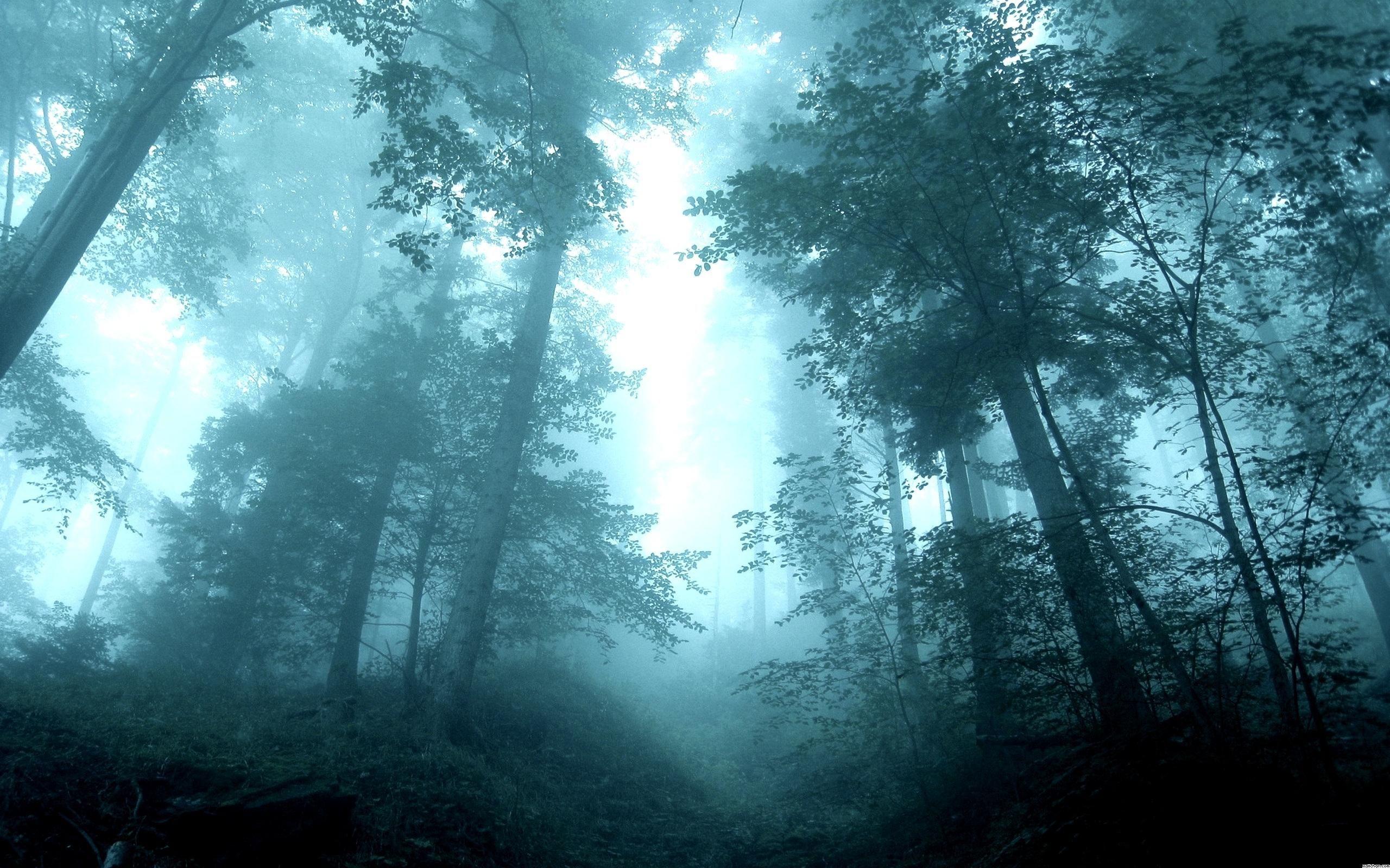 2560 X 1600 Forest Wallpapers - Top Free 2560 X 1600 Forest Backgrounds ...